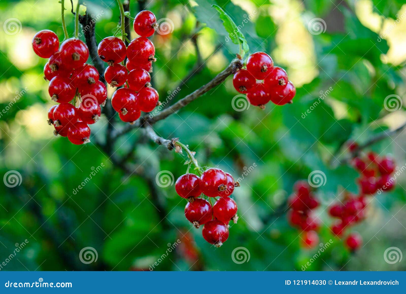 Bunches of Red Currant Berries Growing on the Branch of a Bush Stock ...