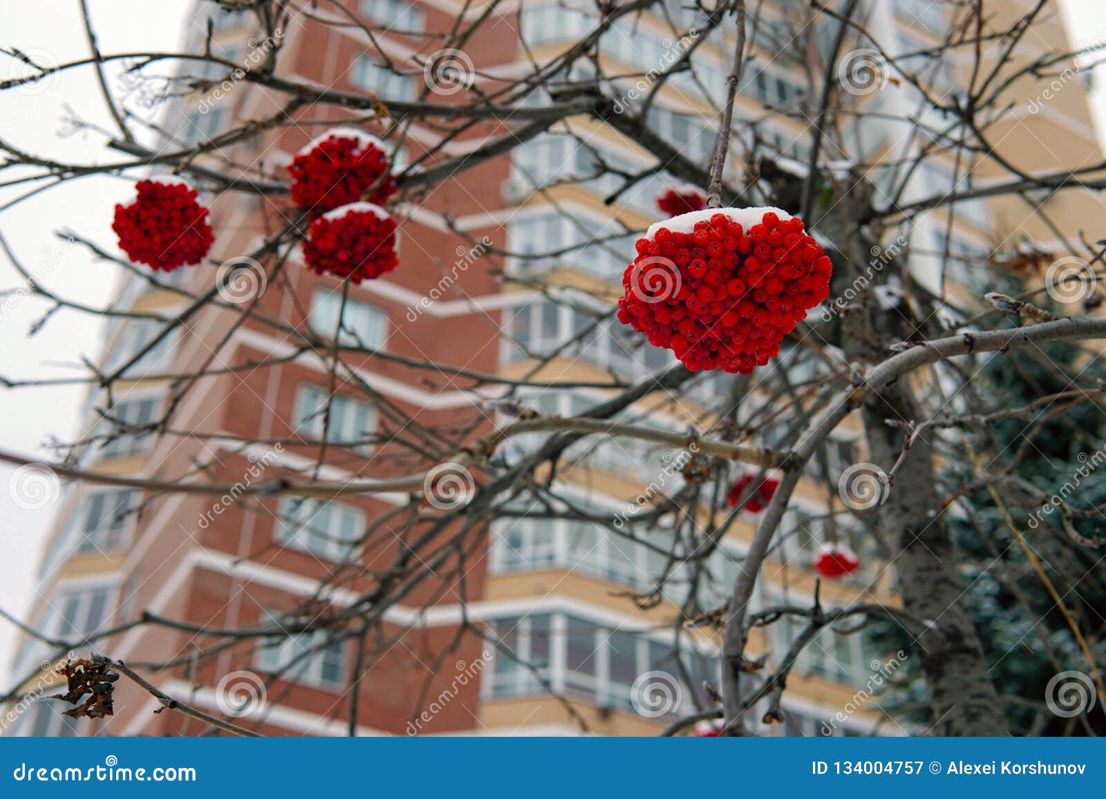 Bunches Of Red Rowan On A Background Of A Modern Building Stock Image ...