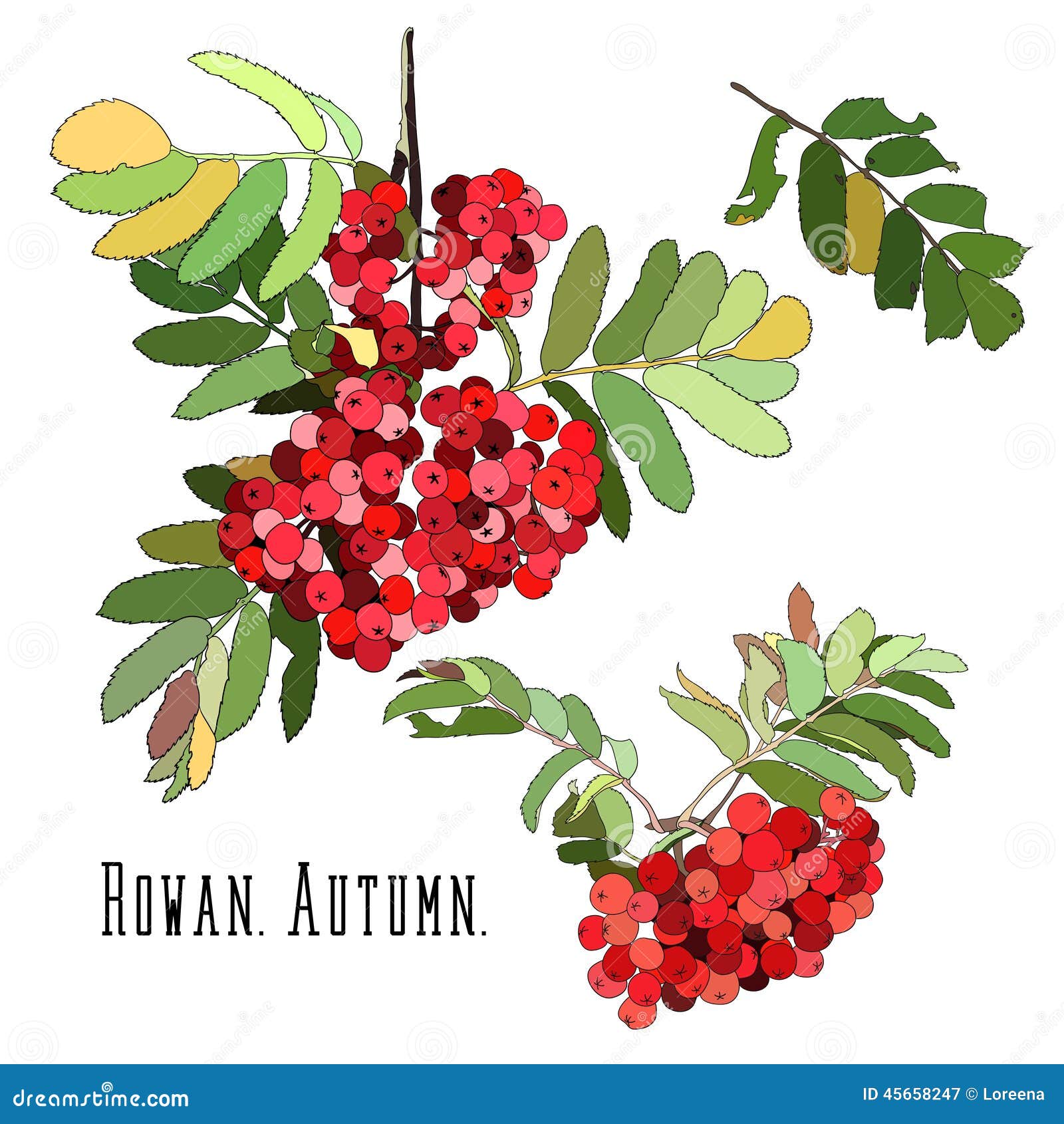 Bunches of red rowan stock vector. Illustration of nature - 45658247