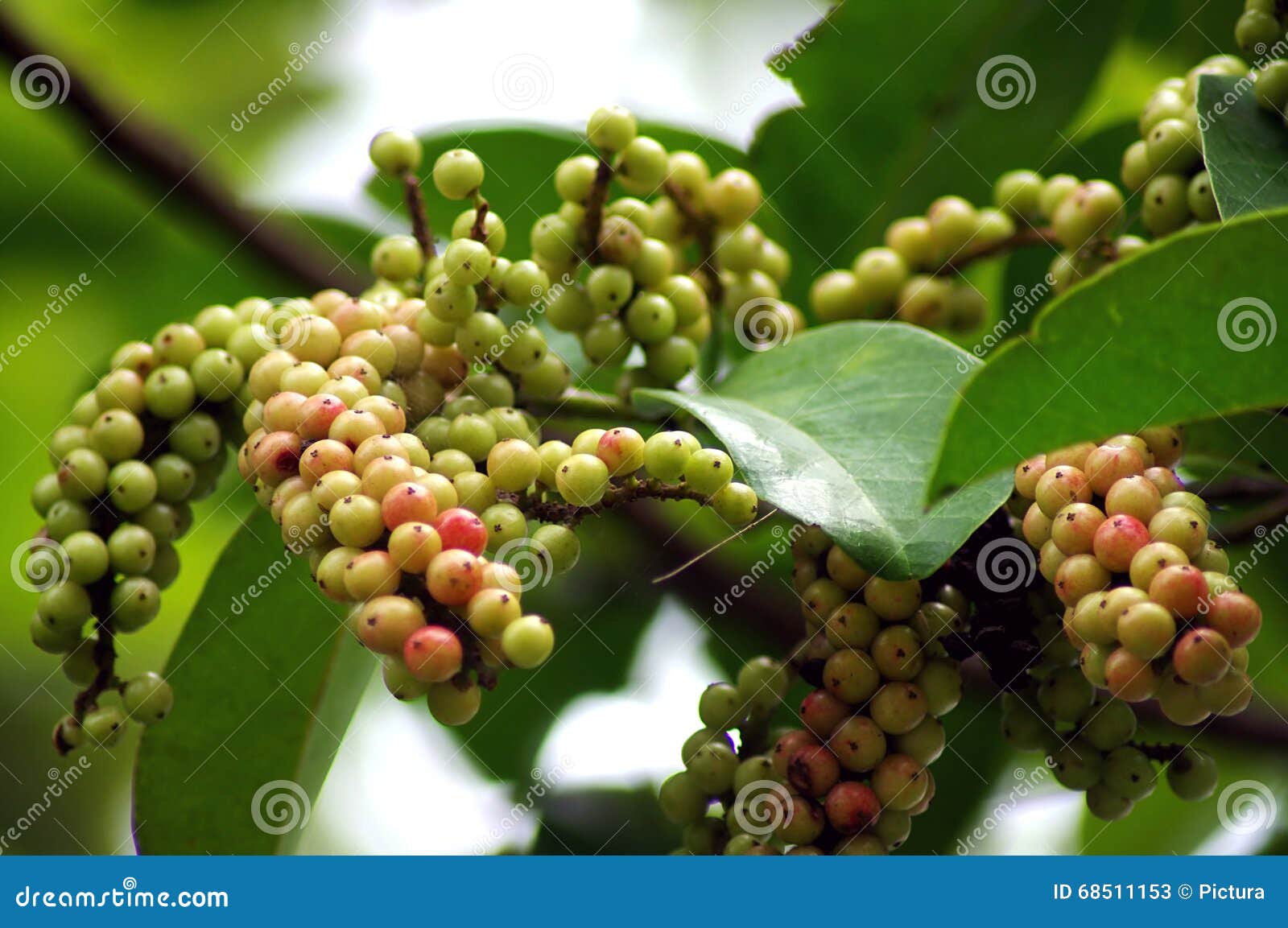 Bunches of Ripe Bignay Fruit Stock Image - Image of ripened, details ...