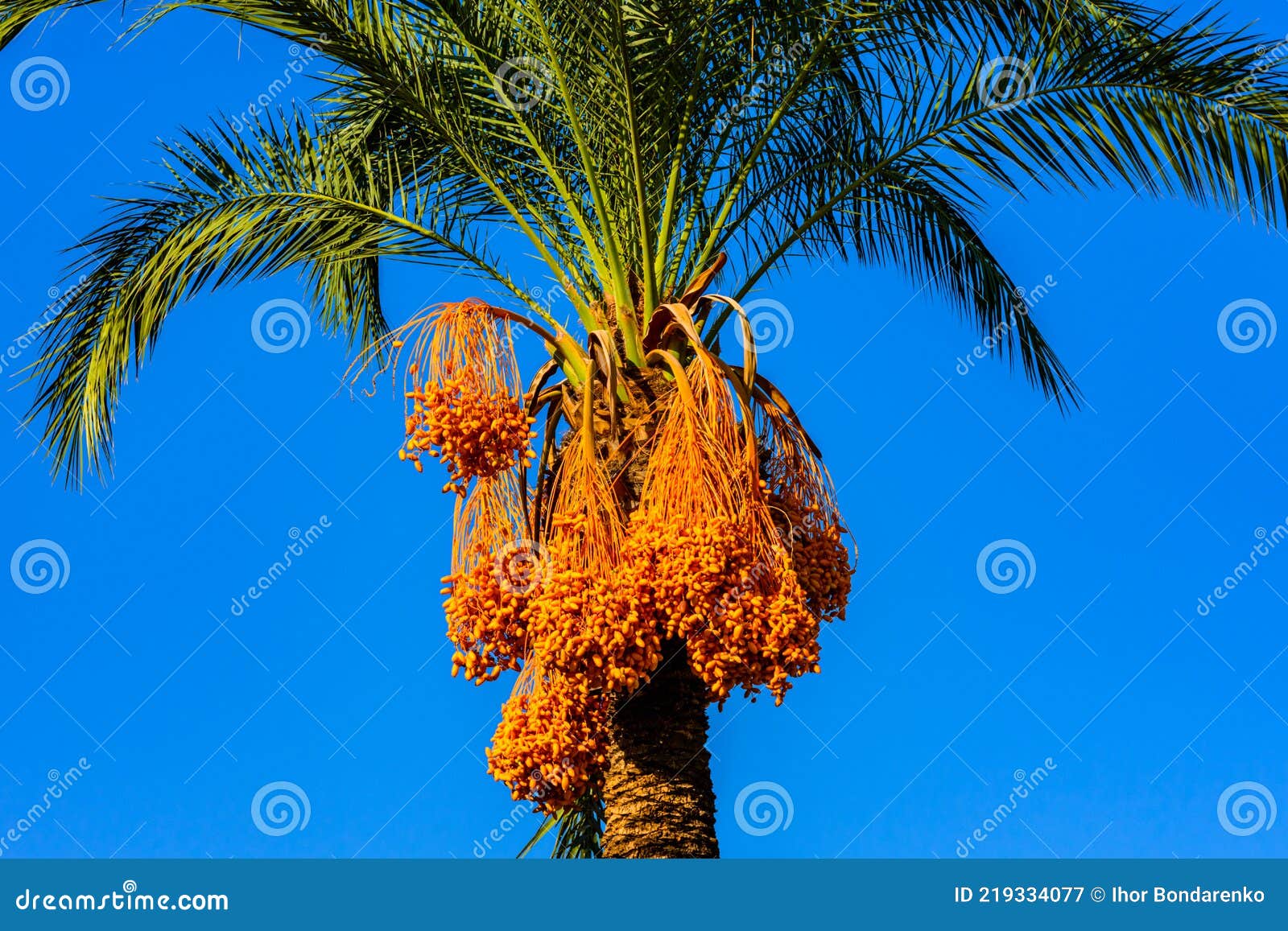 Bunches of Ripe Fruits on a Green Date Palm Tree Stock Image - Image of ...
