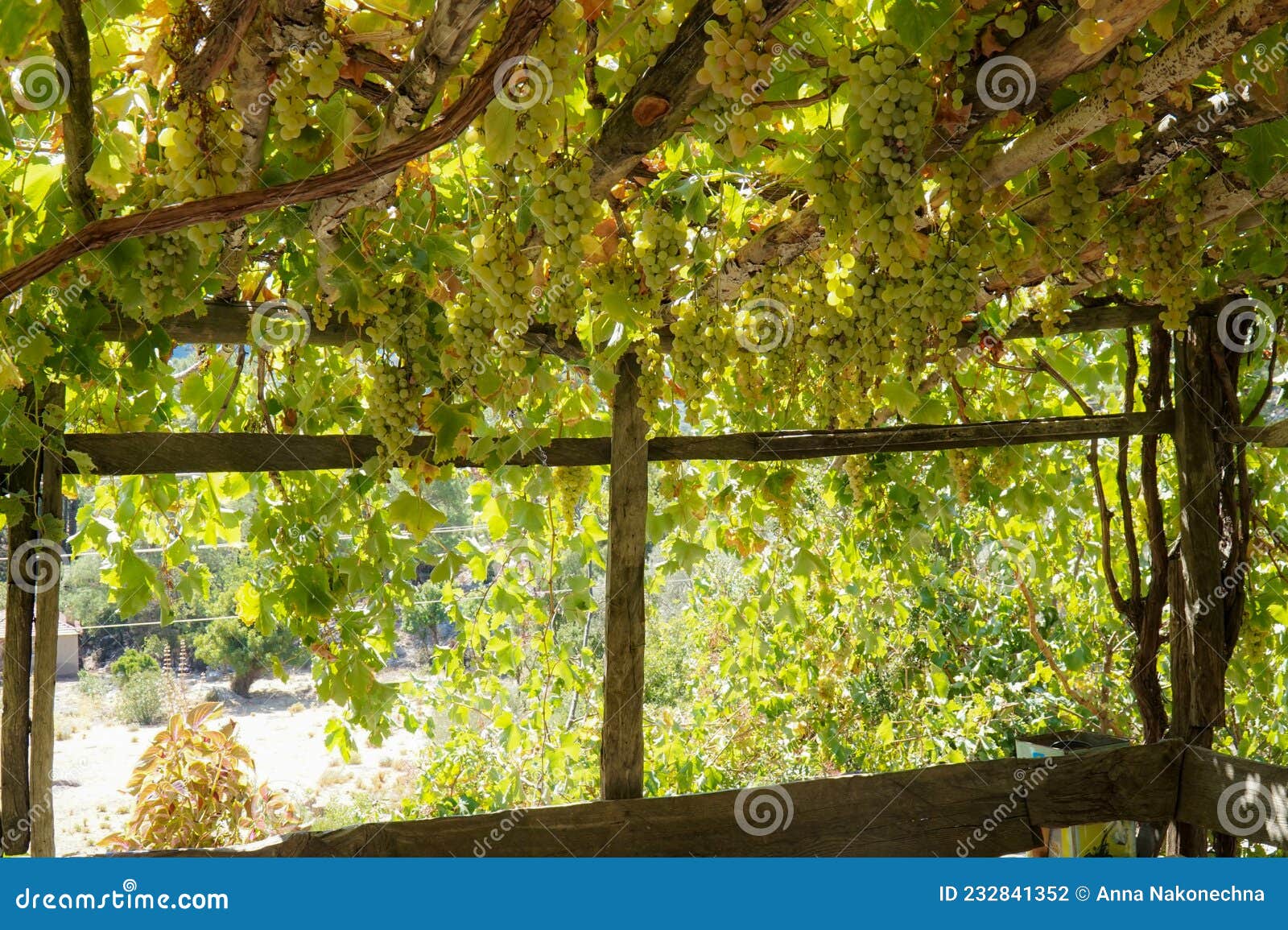Bunches of Ripe Grapes Hang from the Gazebo Ceiling. Stock Photo ...