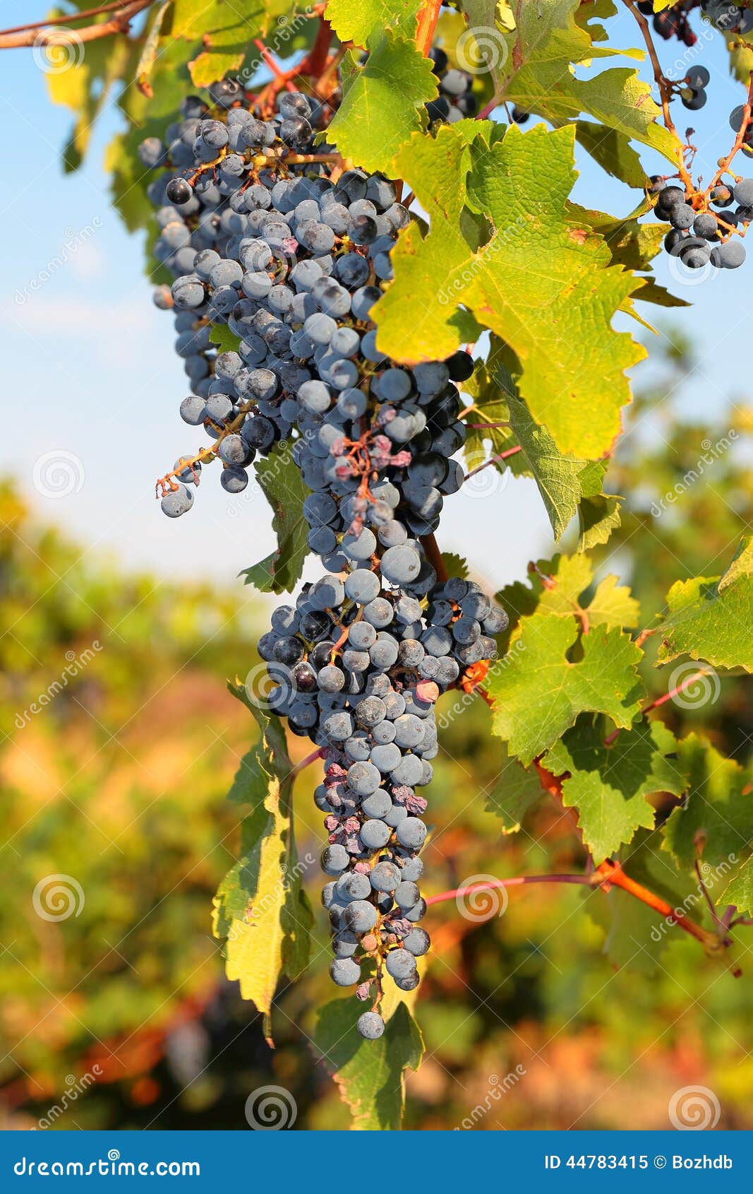 Bunches of Ripe Grapes on the Vine Stock Image - Image of meadow ...