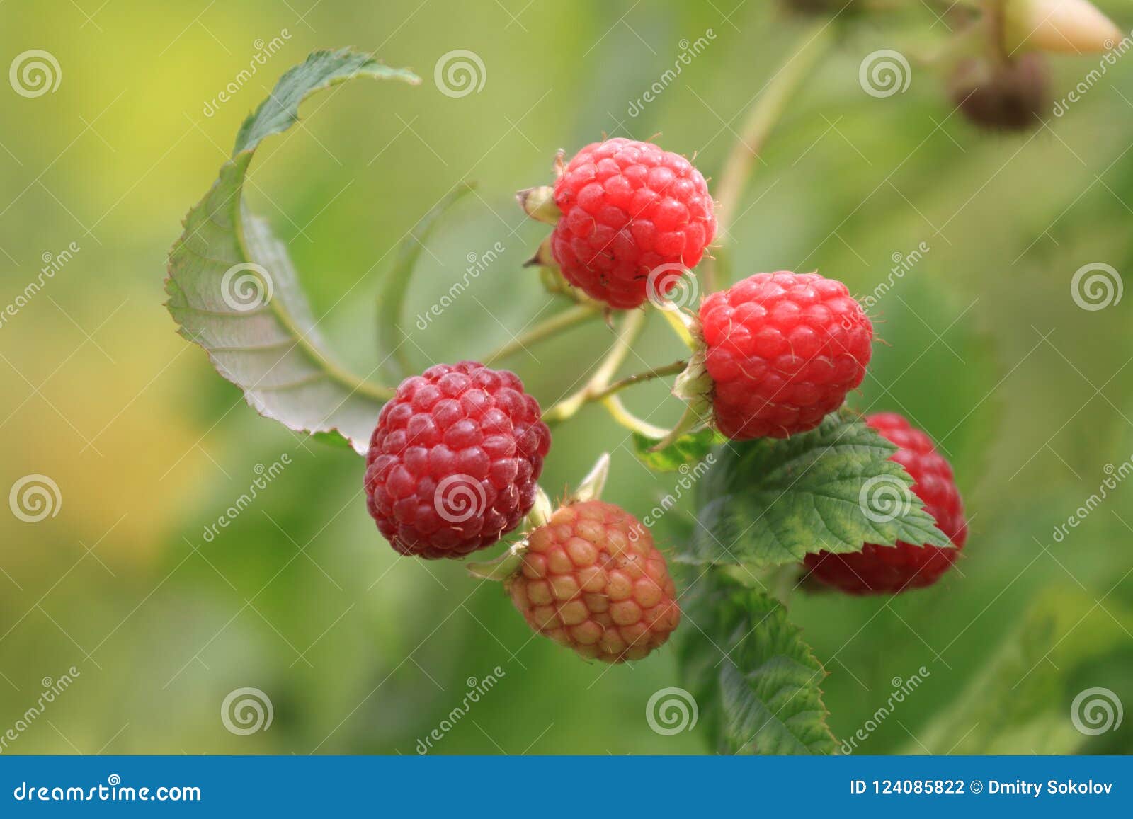 Bunches of Ripe Raspberries in the Summer Sun Stock Photo - Image of ...