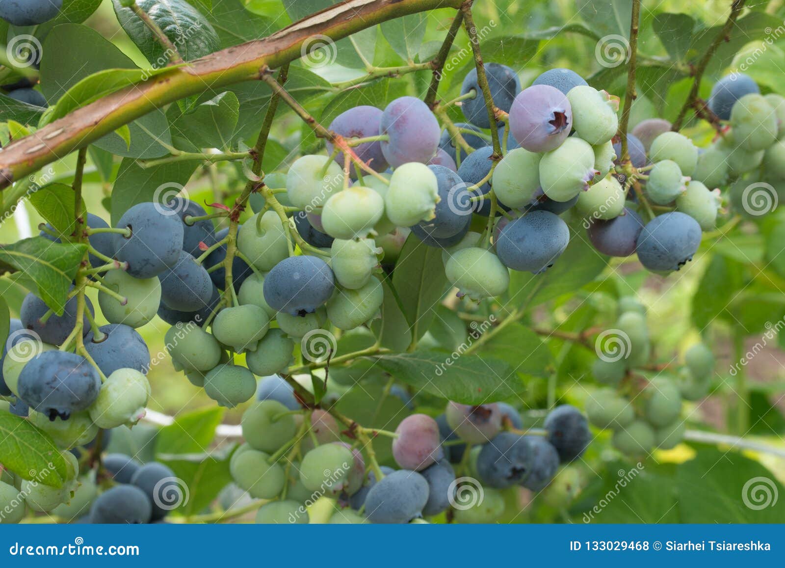 Bunches of Ripe and Unripe Blueberry Berries on a Bush Stock Photo ...