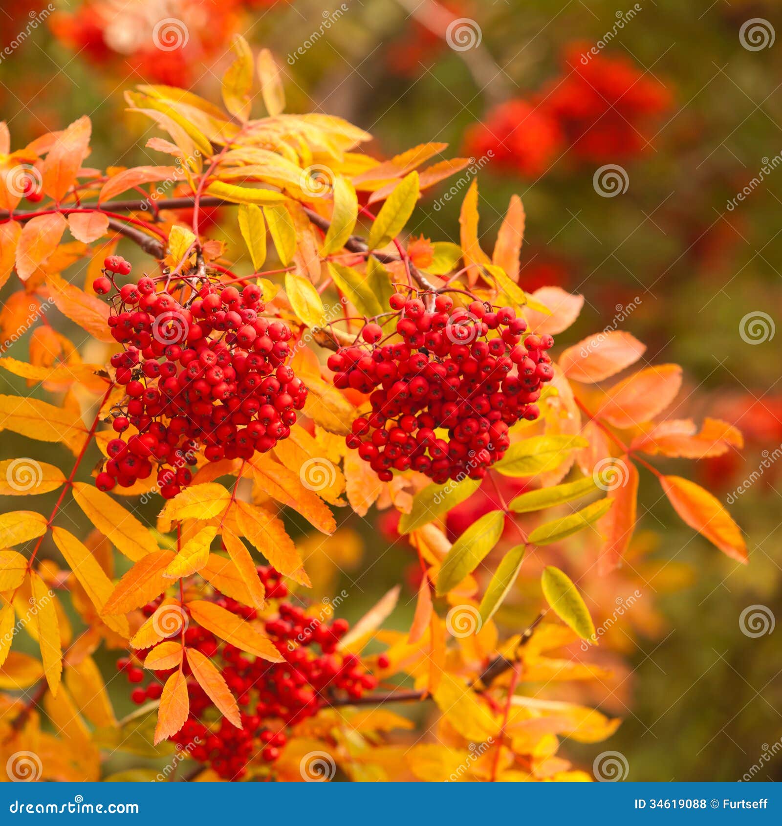 Bunches of rowan stock photo. Image of plants, food, medicine - 34619088