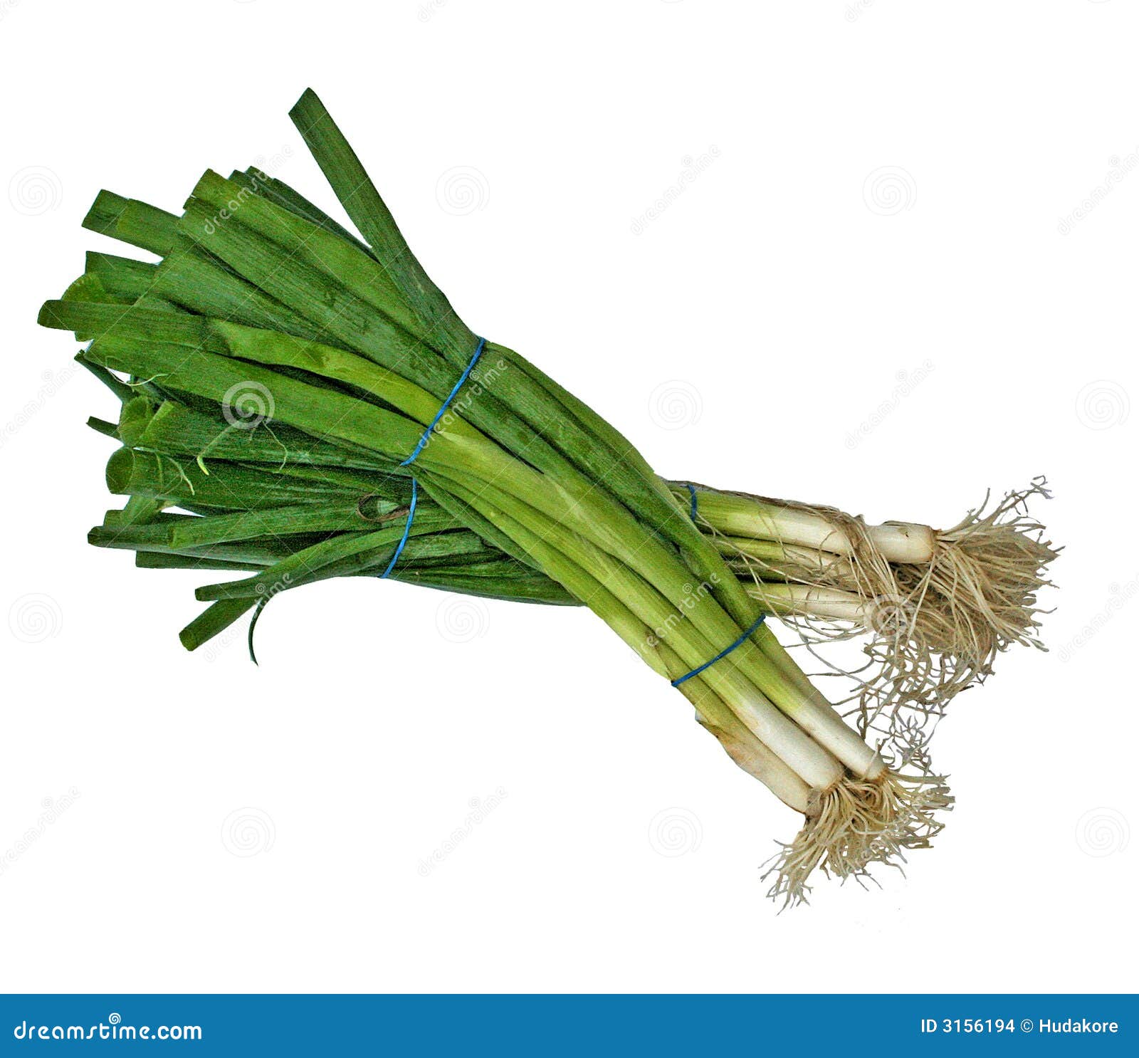 Bunches of Scallions stock photo. Image of isolated, green - 3156194