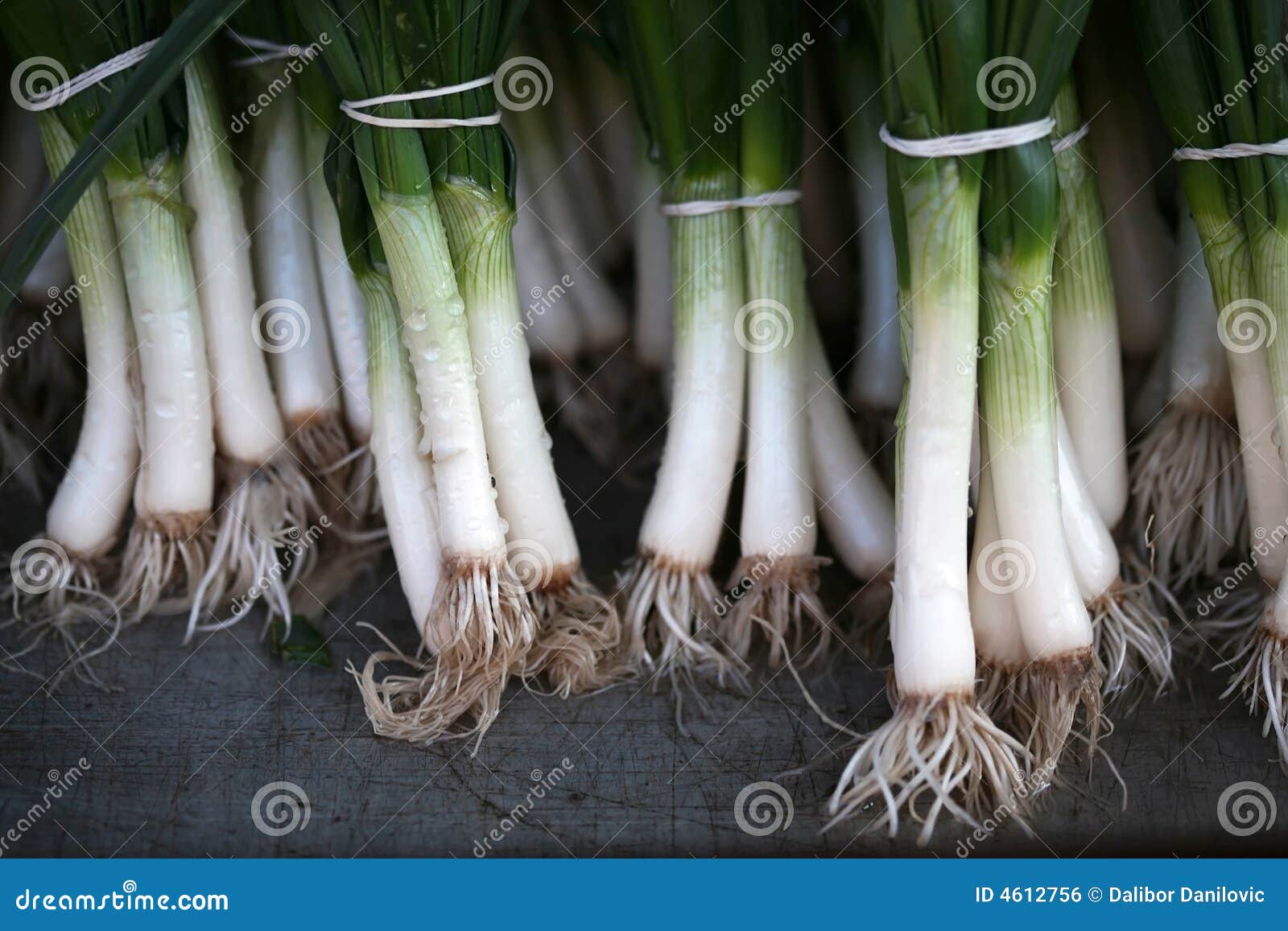 Bunches of spring onions stock photo. Image of green, root - 4612756