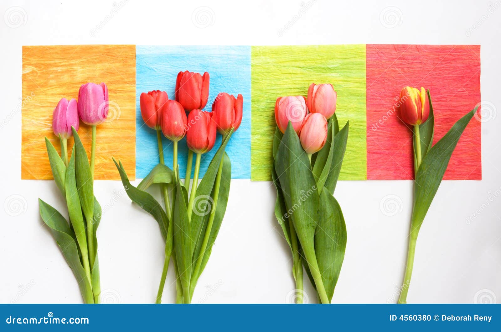 Bunches of Tulips on Colorful Squares Stock Photo - Image of elegant ...