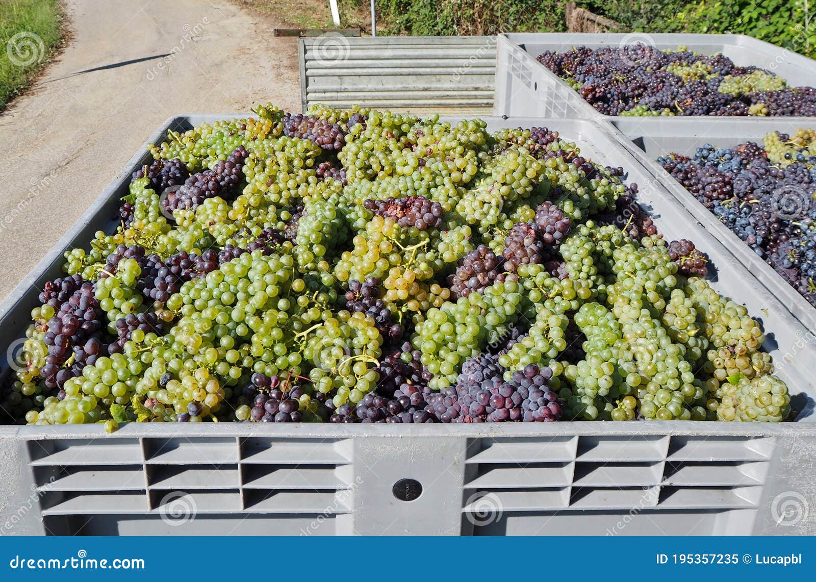 Bunches of White and Red Grapes Freshly Harvested in a Large Plastic ...