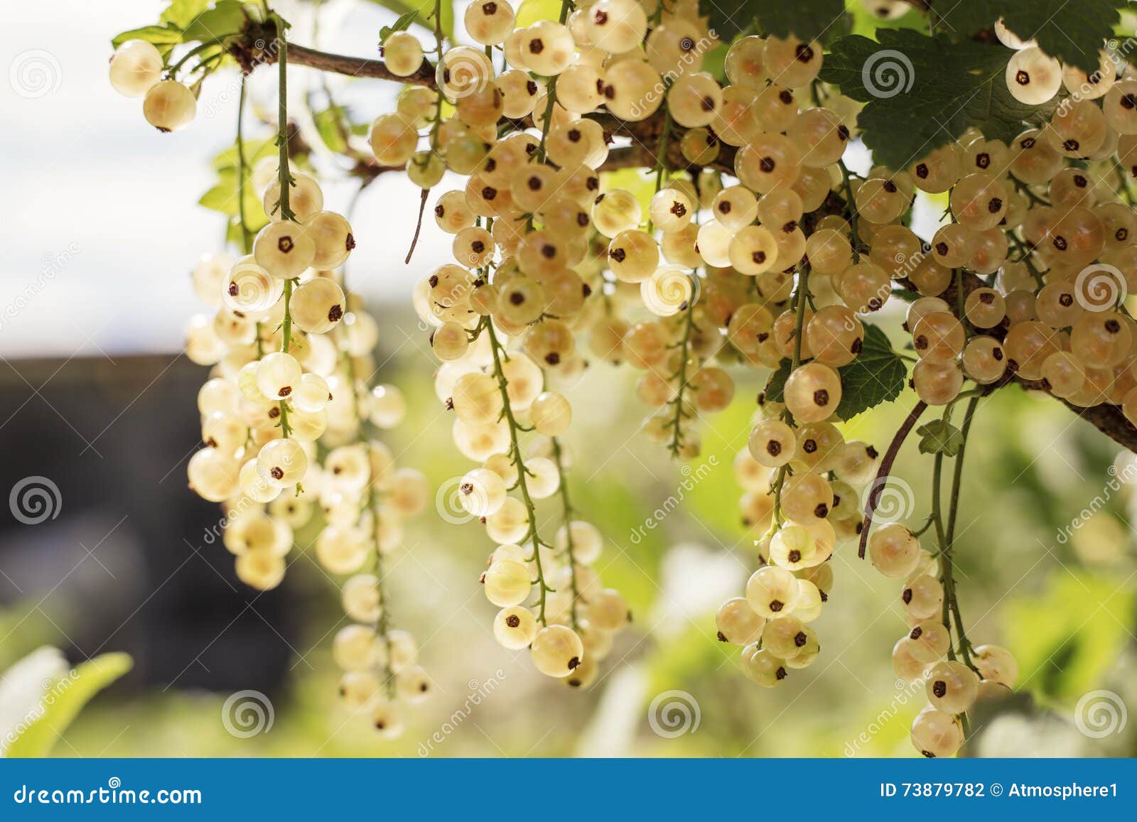 Bunches of Yellow Currant on Leaves Stock Photo - Image of closeup ...
