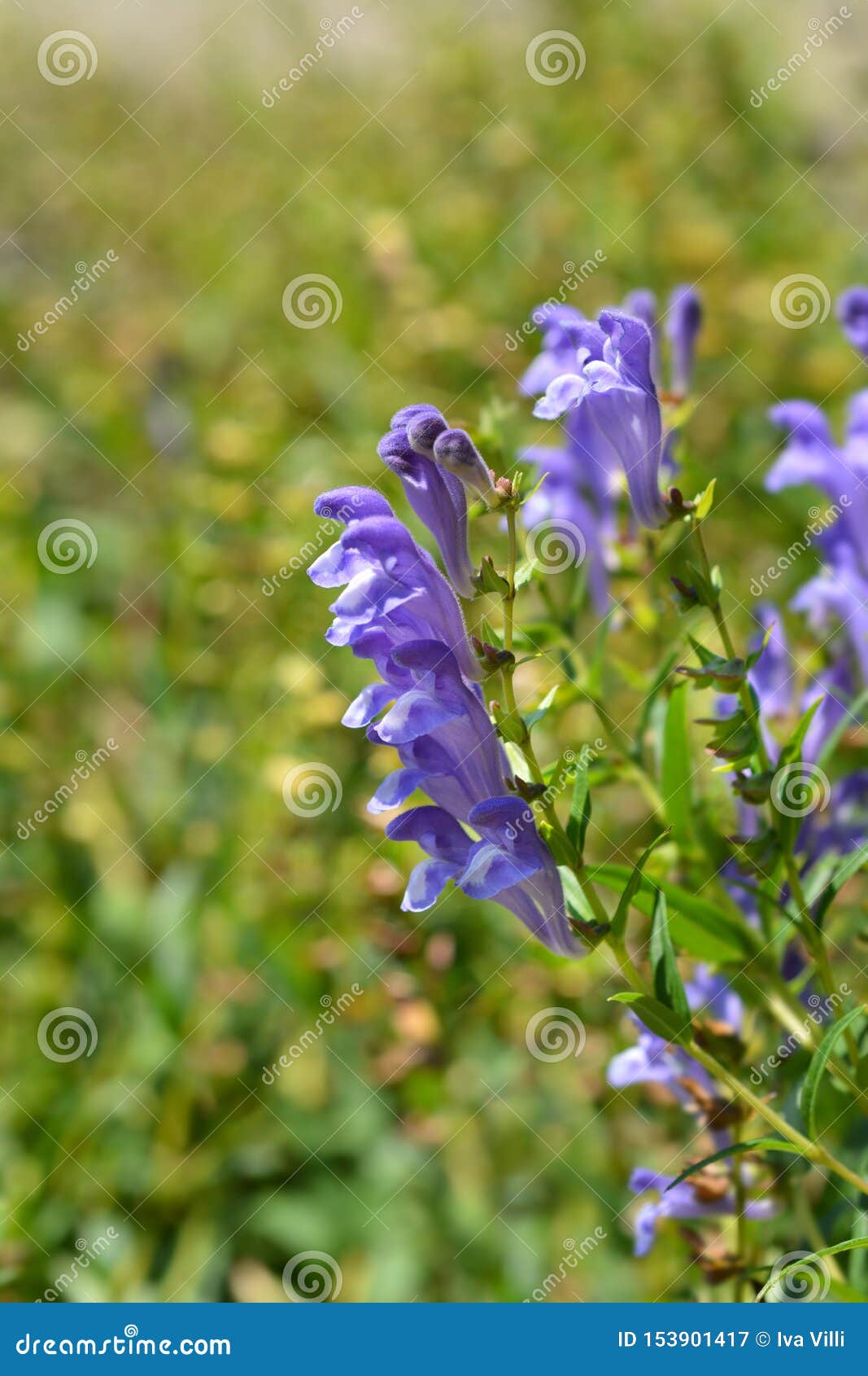 Bunchleaf penstemon stock image. Image of nature, botany - 153901417