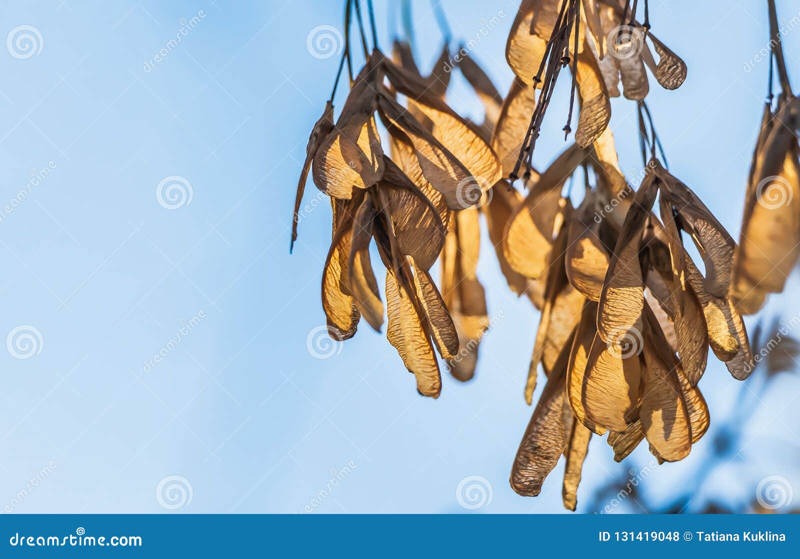 The Bunchs of Maple Seeds are on the Blue Sky Background in a Park ...