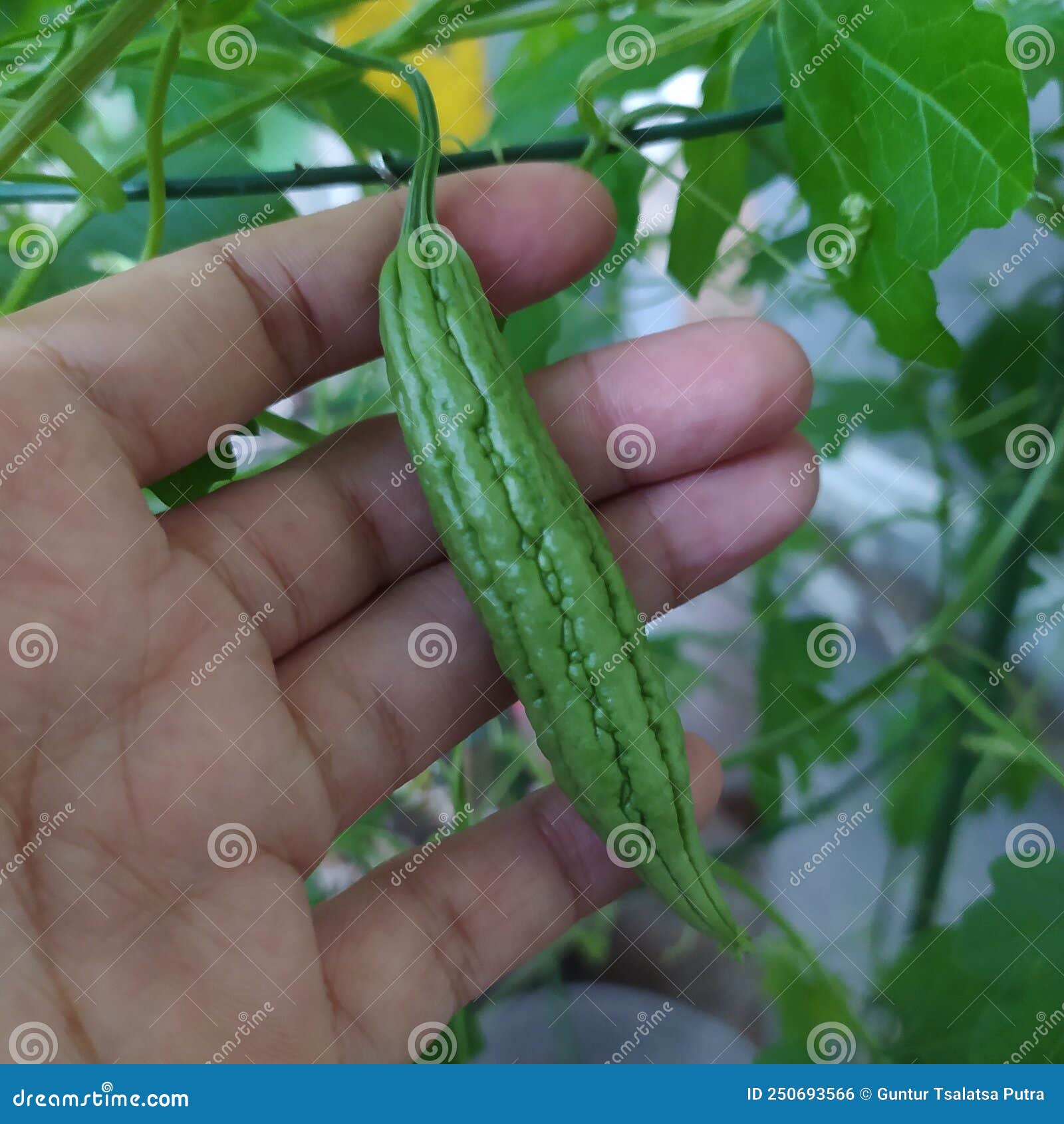 Buncis vegetable garden stock photo. Image of food, tree - 250693566