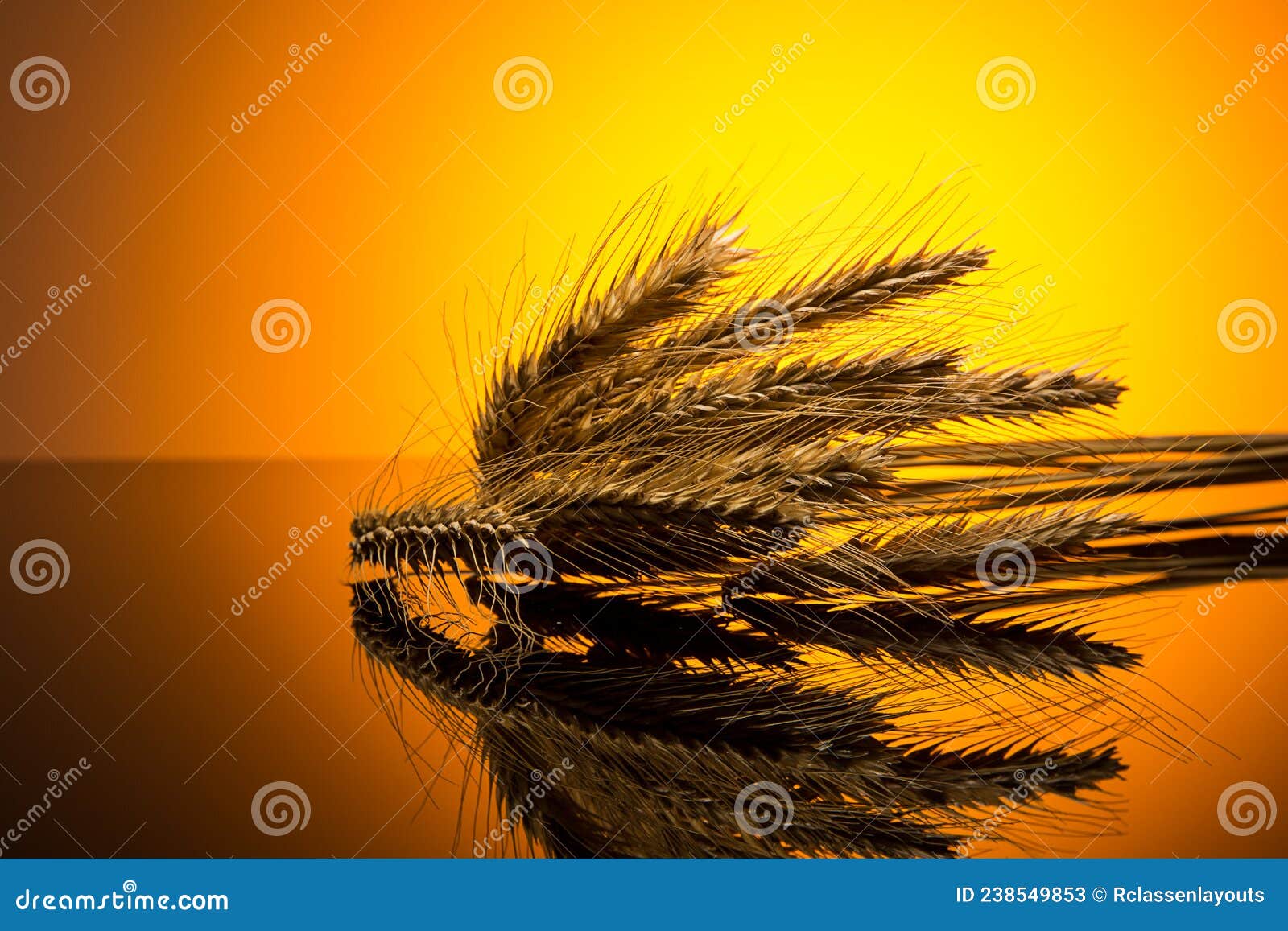Wheat in the sunset stock image. Image of agricultural - 238549853