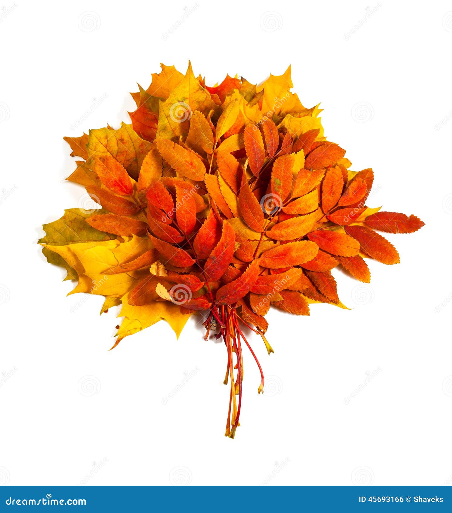 Bundle of Autumn Colored Leaves Stock Photo - Image of autumn, orange ...