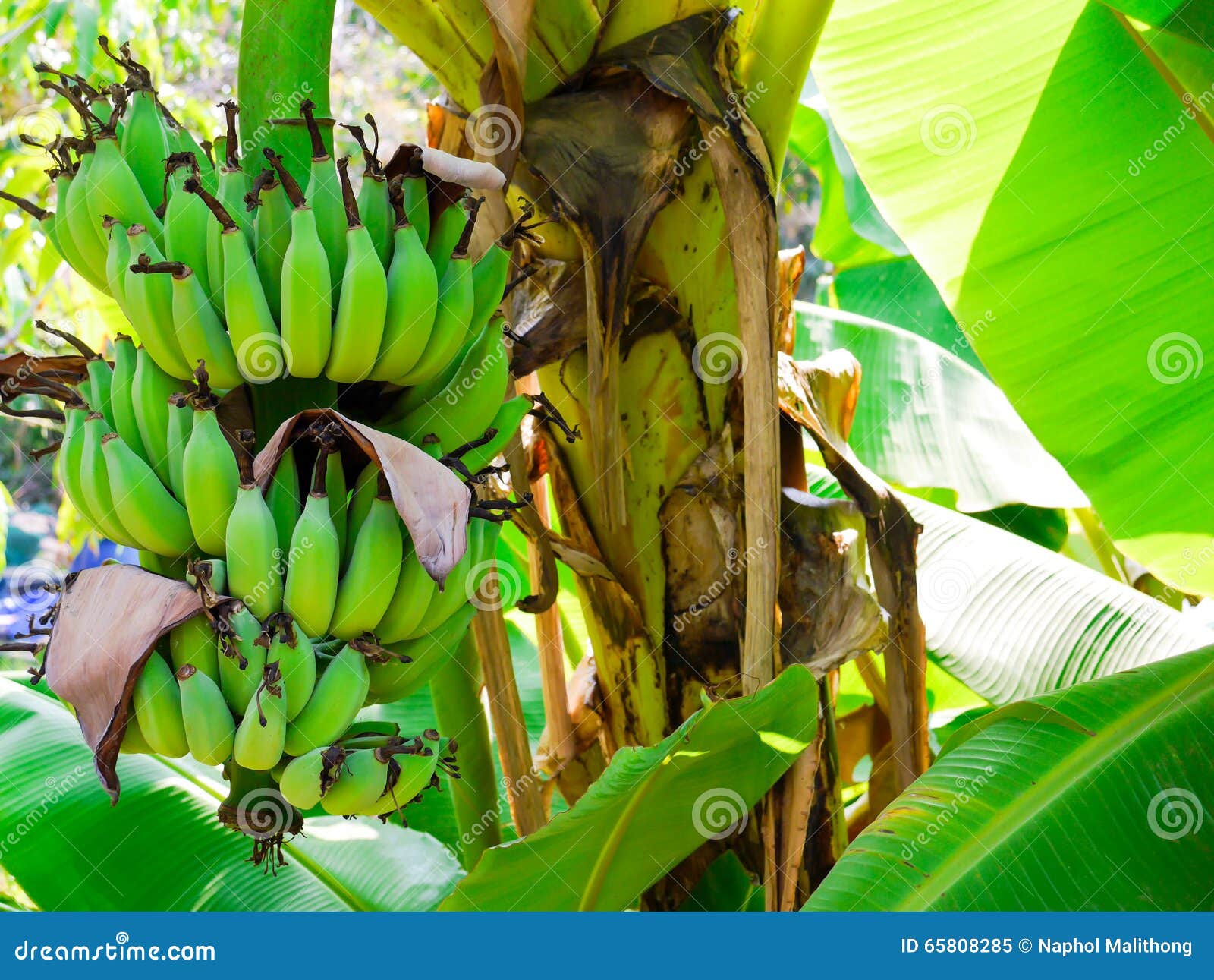 Bundle of bananas stock image. Image of nature, plant - 65808285