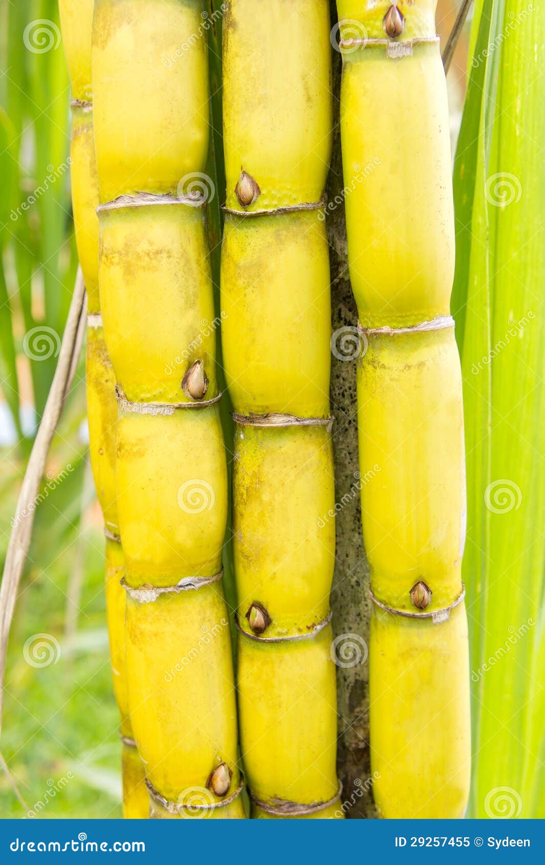 Bundle of cane stock image. Image of tasty, agriculture - 29257455