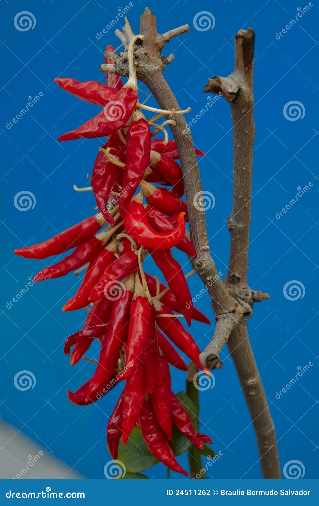 Bundle of chillies stock photo. Image of pepper, spice - 24511262