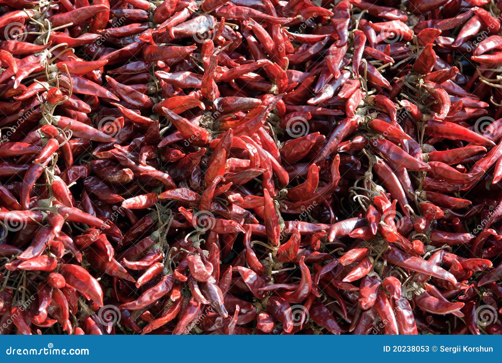 Bundle of Dried Red Cayenne Hot Pepper Stock Image - Image of capsicum ...