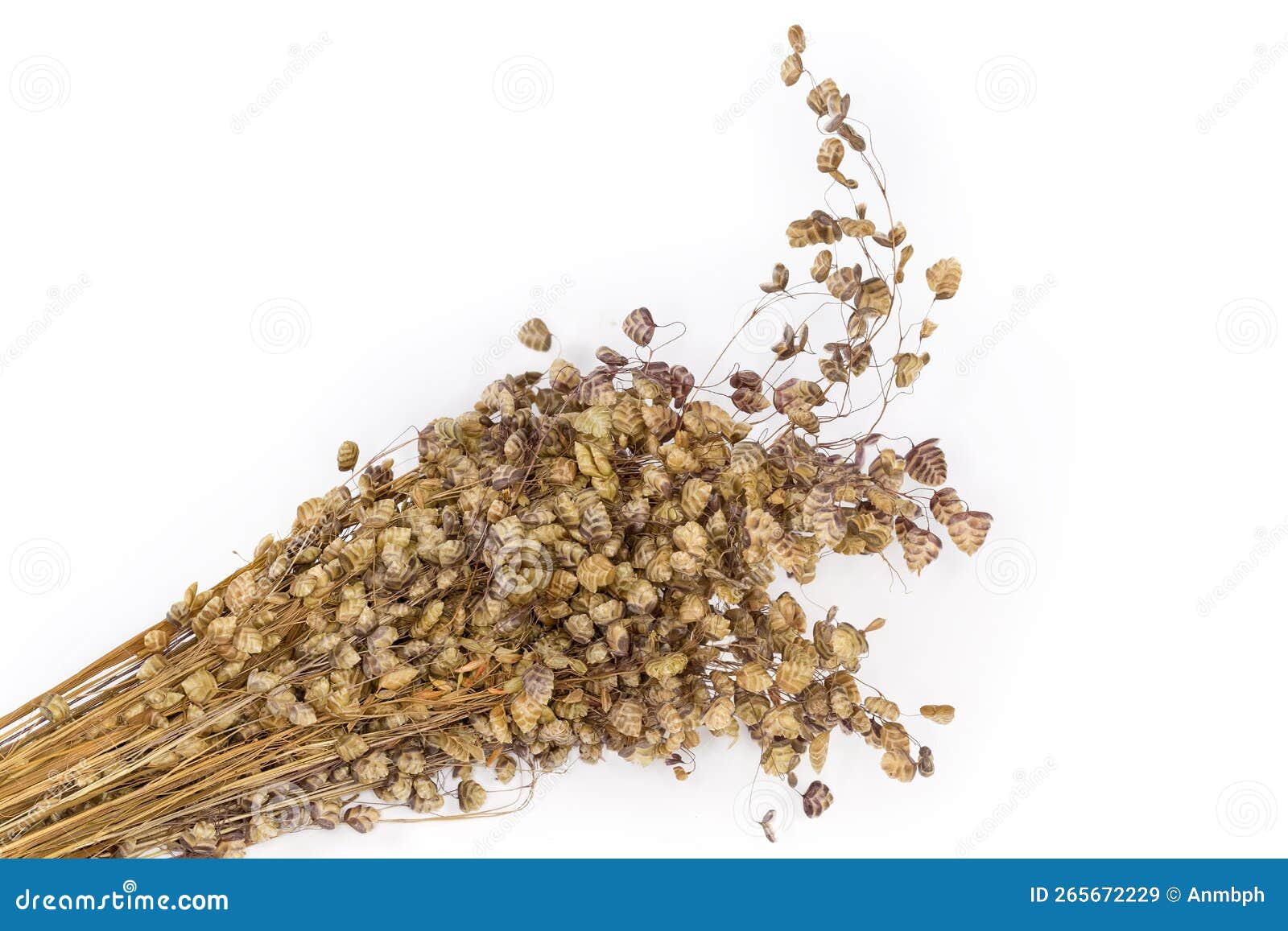 Briza Media Grass On A White Background. Perennial Common Quaking Grass ...