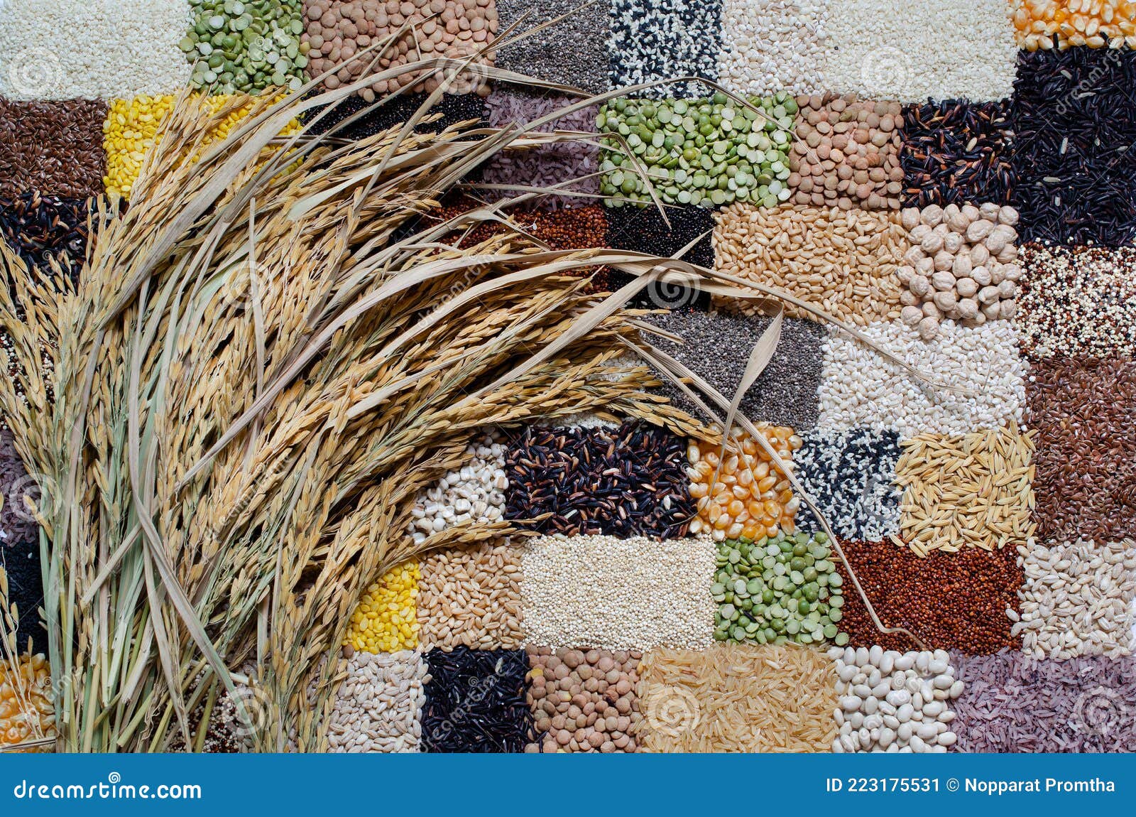 Bundle Of Dry Organic Rice Ear On Variety Kinds Of Natural Cereal And ...