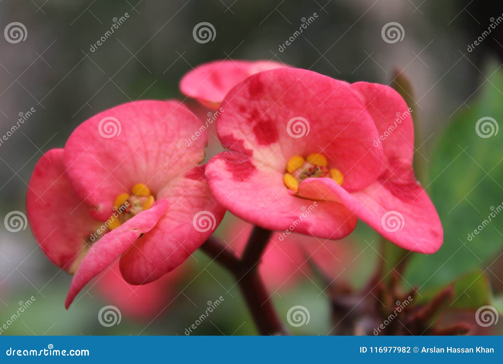 A cute flowers stock photo. Image of bundle, flowers - 116977982