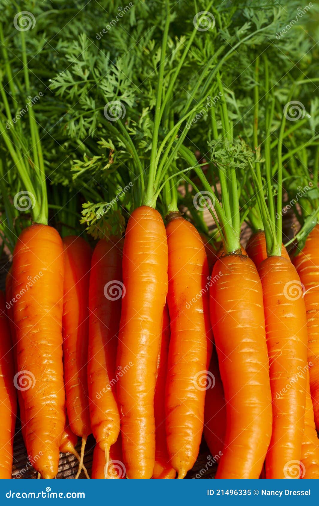 Bundle of fresh carrots stock image. Image of crunchy - 21496335