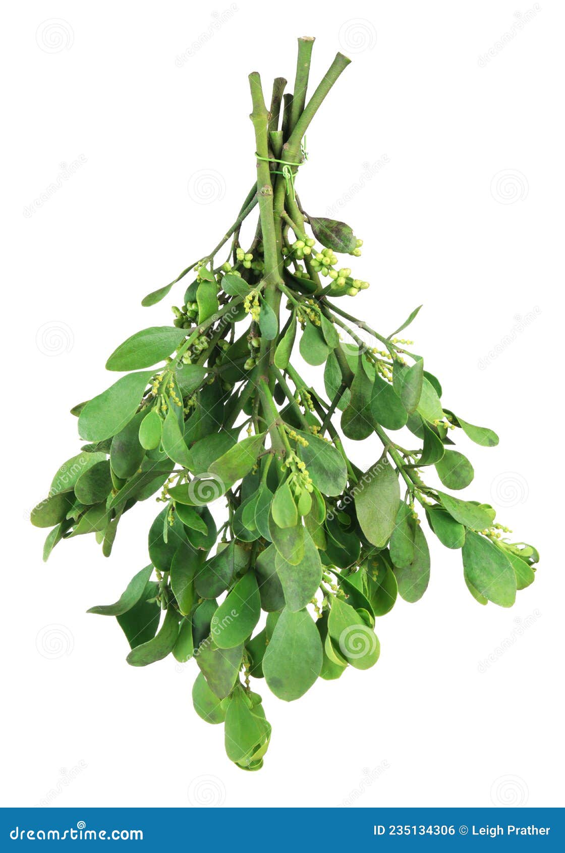 Bundle of Fresh Green Mistletoe. Isolated on White Stock Photo - Image ...
