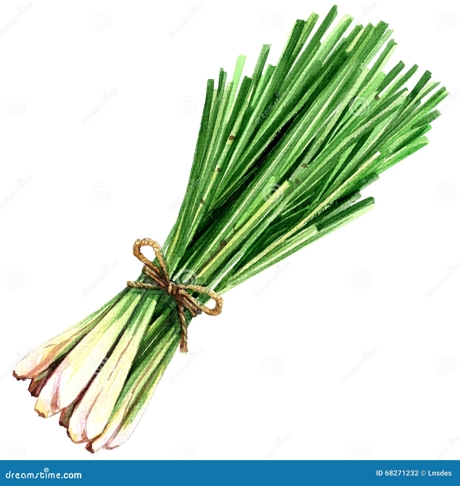 Bundle of Fresh Lemon Grass Isolated on White, Watercolor Illustration ... Bundle of Fresh Lemon Grass Isolated on White, Watercolor Illustration ...