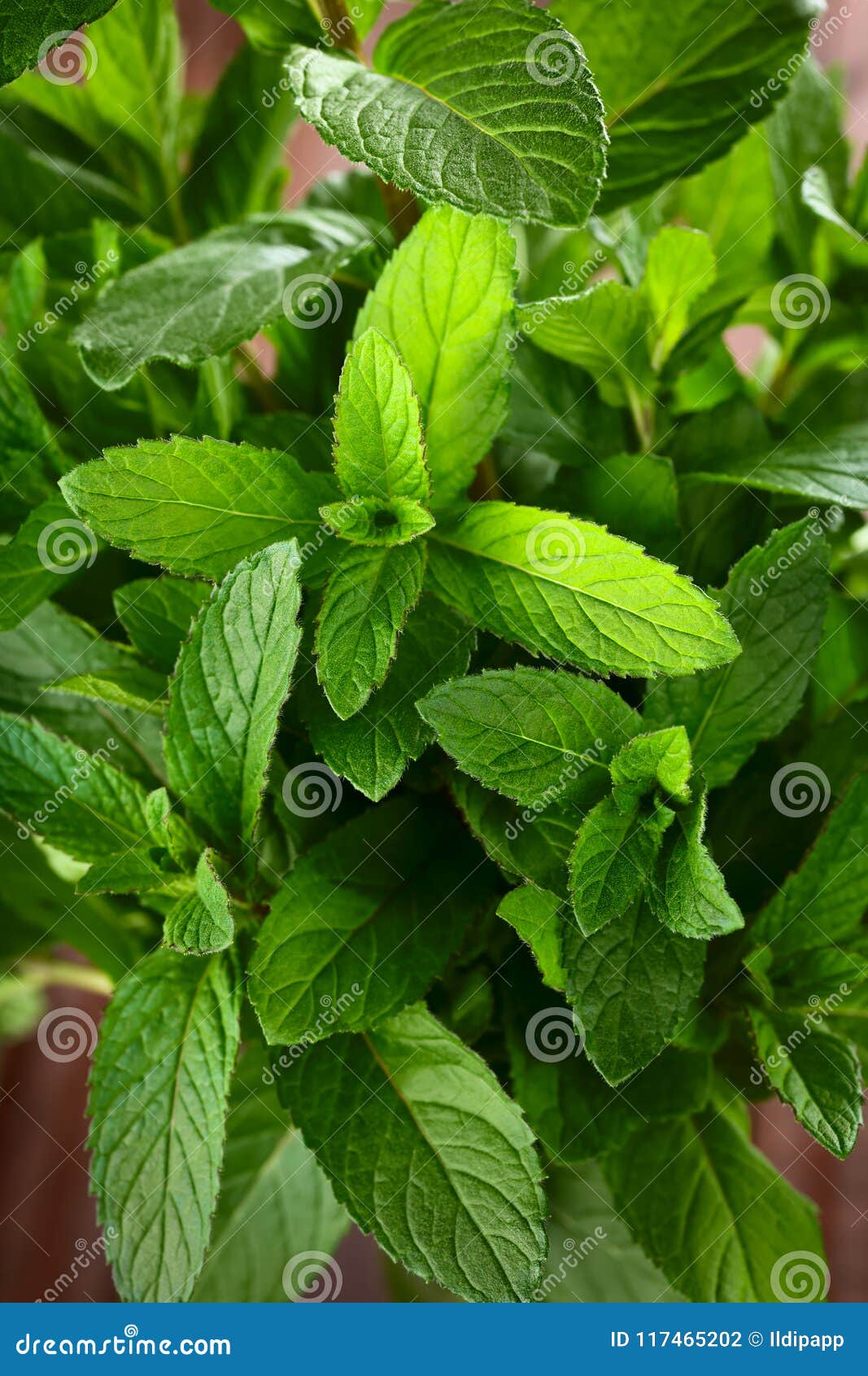 Bundle of Fresh Mint stock photo. Image of herb, seasoning - 117465202