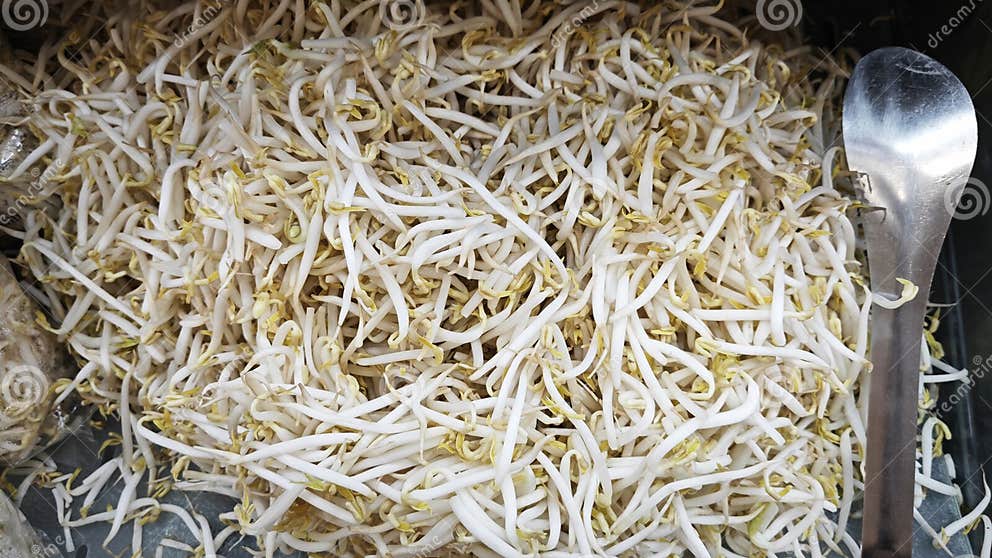 Bundle of Fresh Mung Bean Sprouts on Display. Stock Photo - Image of ...
