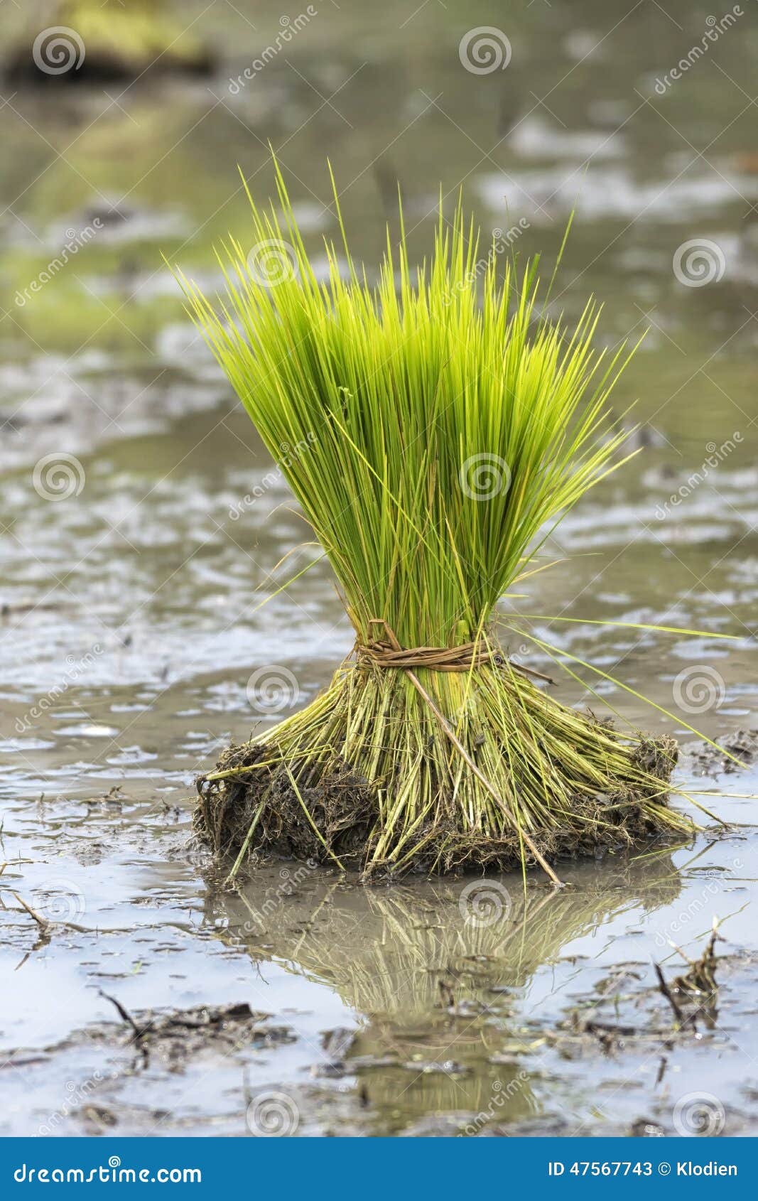 Bundle Fresh-picked Young Rice Plants, Ready To Be Planted. Stock Image ...
