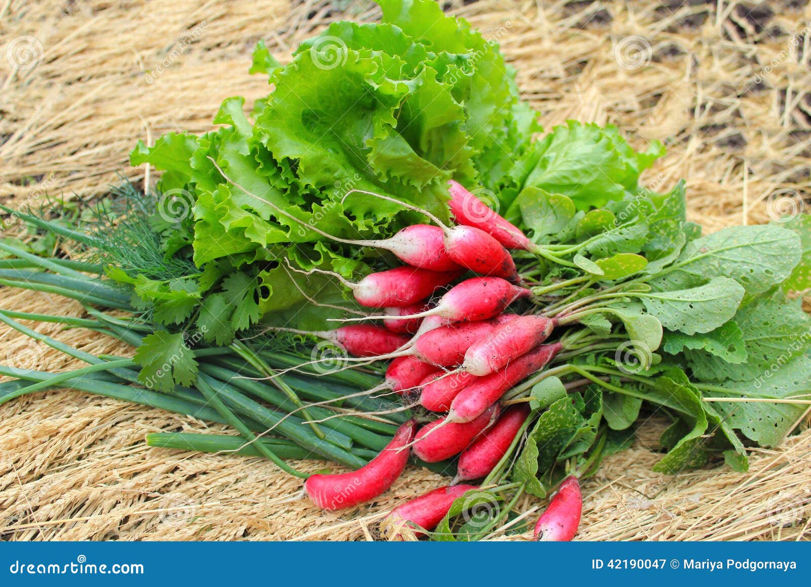 Bundle of fresh radishes stock image. Image of aroma - 42190047