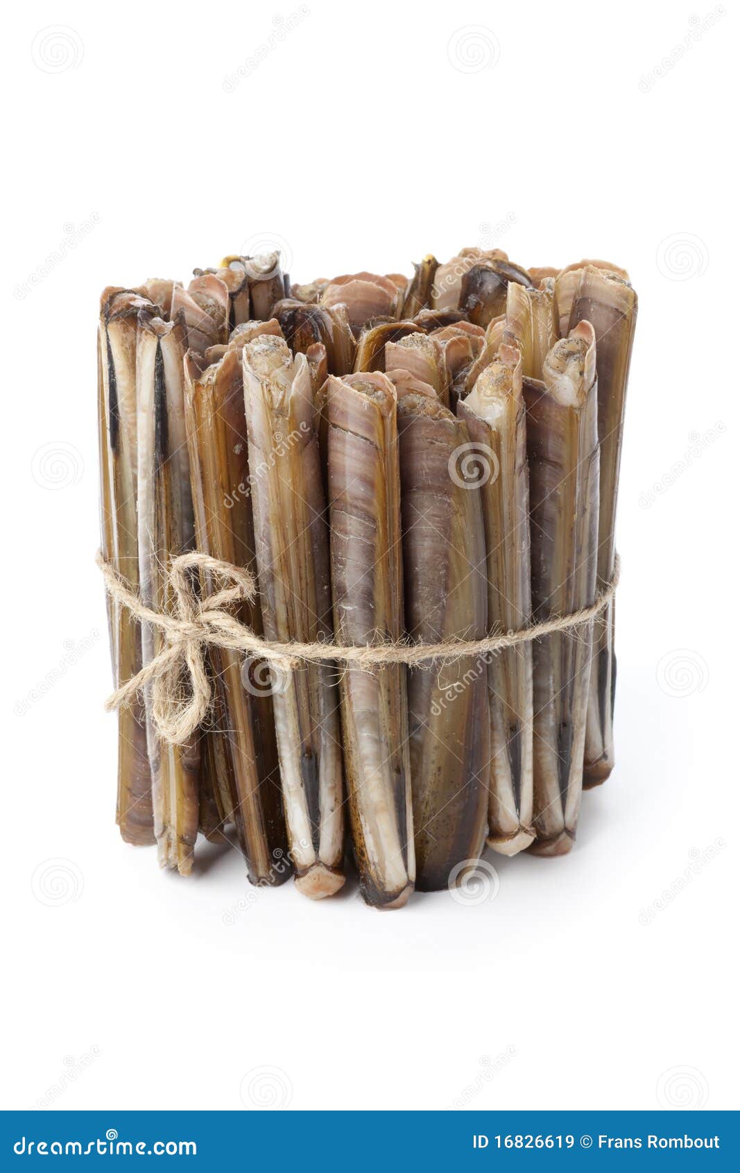 Razor Shells Royalty-Free Stock Image | CartoonDealer.com #61557952