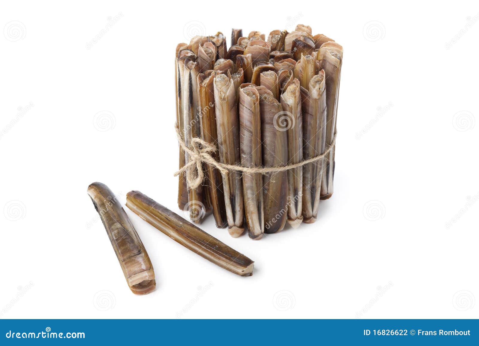 Razor Shells Royalty-Free Stock Image | CartoonDealer.com #61557952