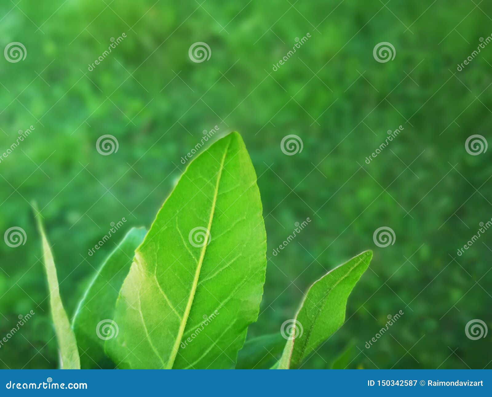 Bundle of fresh sorrel stock image. Image of acetosa - 150342587