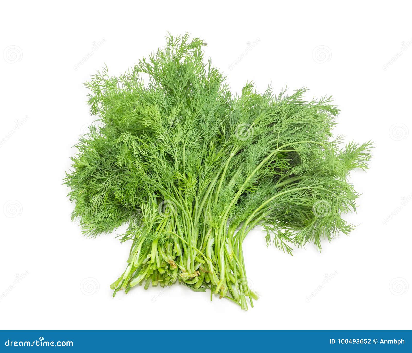 Bundle of Dill on a White Background Stock Photo - Image of leaves ...