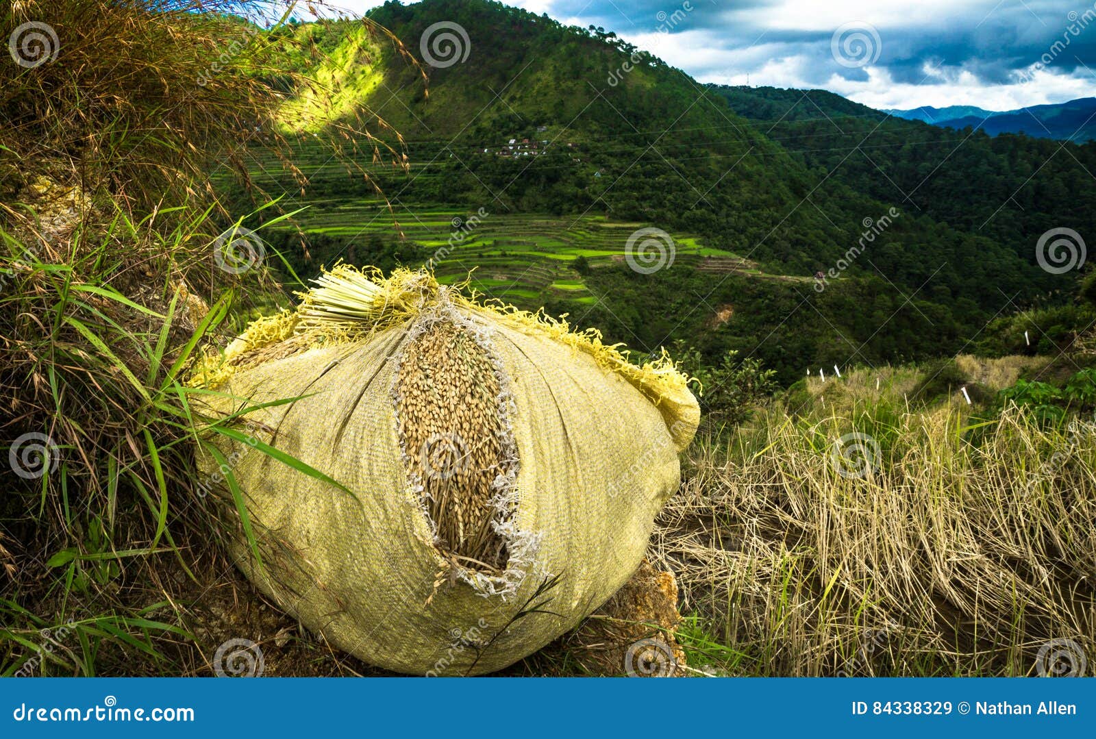 Bundle of Freshly Harvested Rice, Wrapped and Ready To Go Stock Image ...