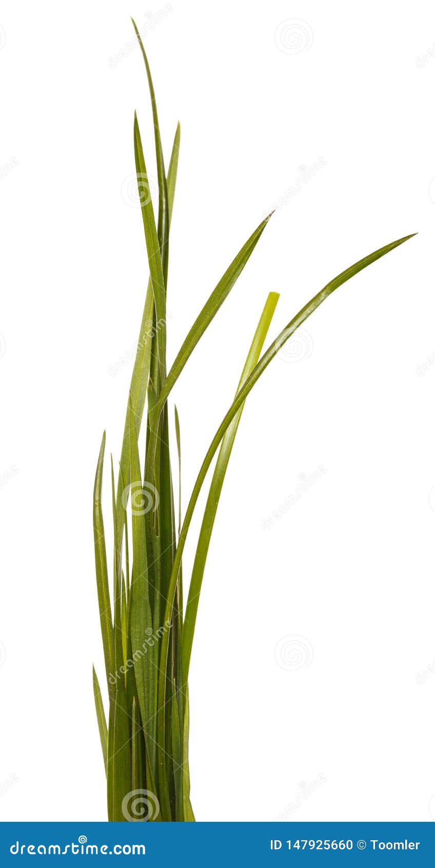 Bundle of Green Grass Isolated on White Stock Photo - Image of lawn ...