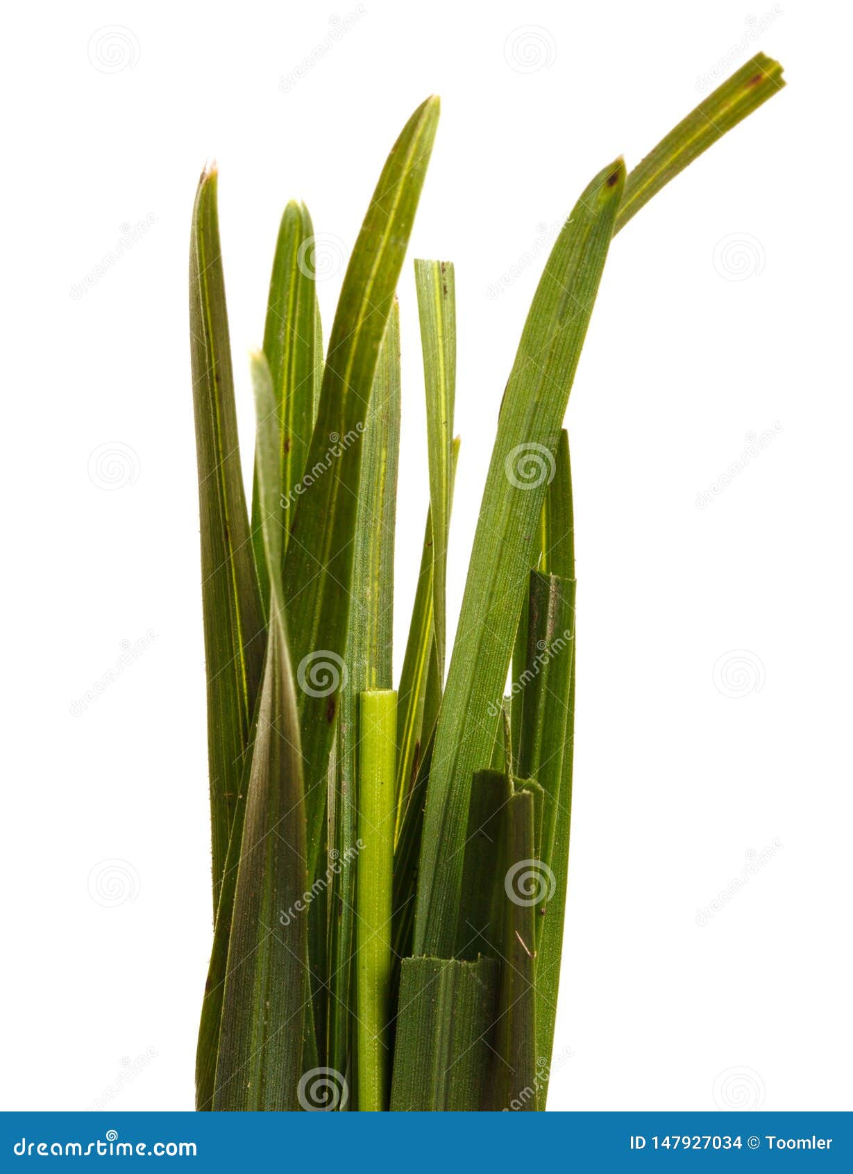 Bundle of Green Grass Isolated on White Stock Photo - Image of summer ...