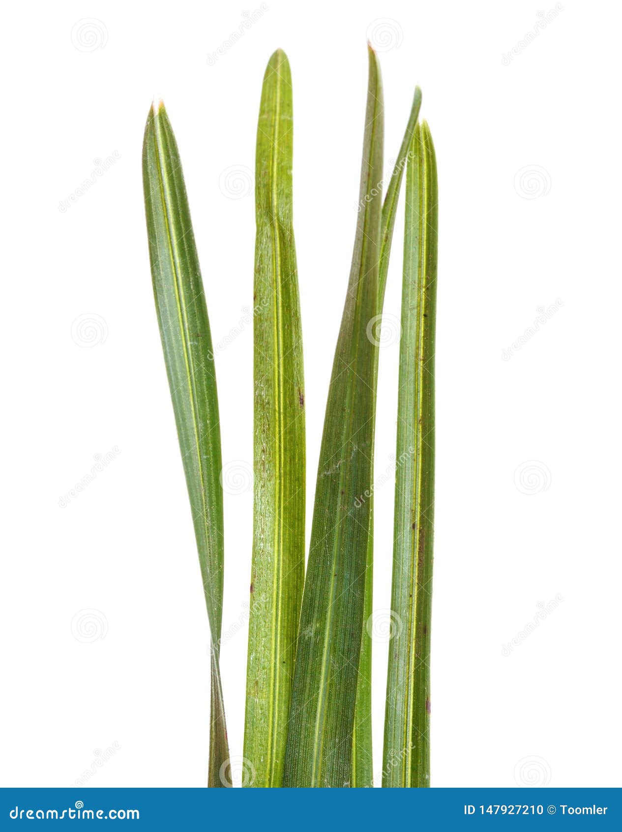 Bundle of Green Grass Isolated on White Stock Photo - Image of flora ...