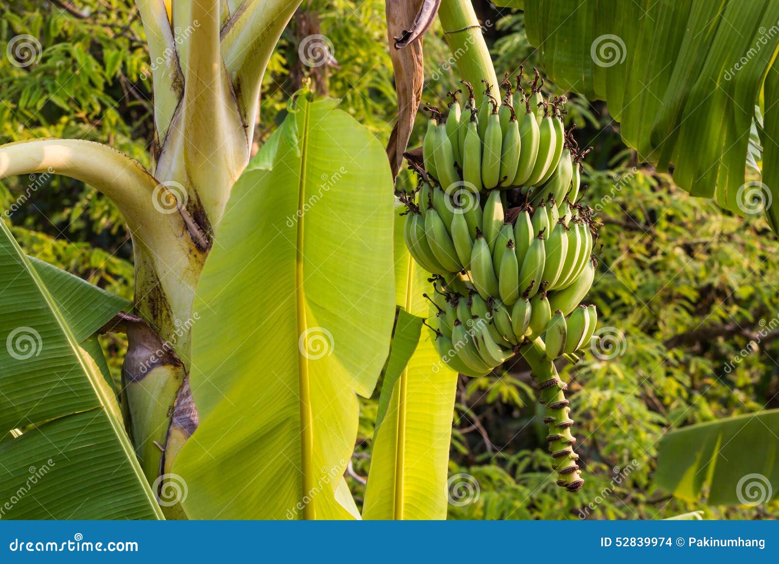 Bundle green raw banana stock photo. Image of snack, healthy - 52839974