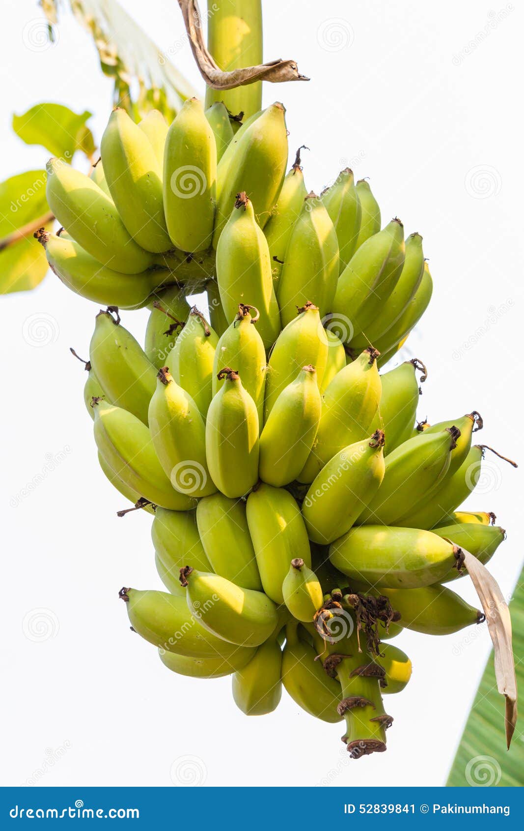 Bundle green raw banana stock image. Image of bunch, forest - 52839841