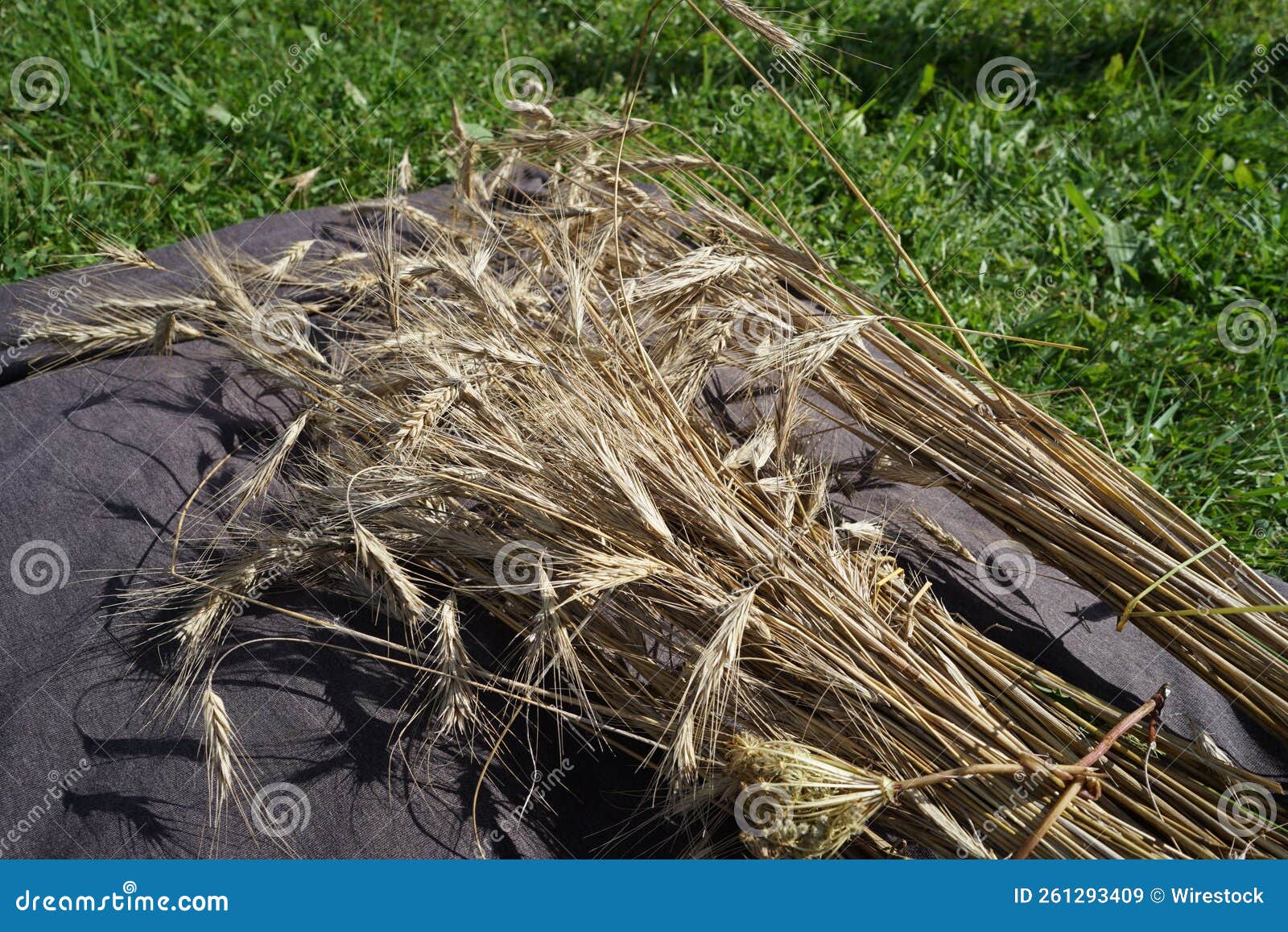 Bundle of Harvested Wheat on a Sack Texture Stock Image - Image of ...