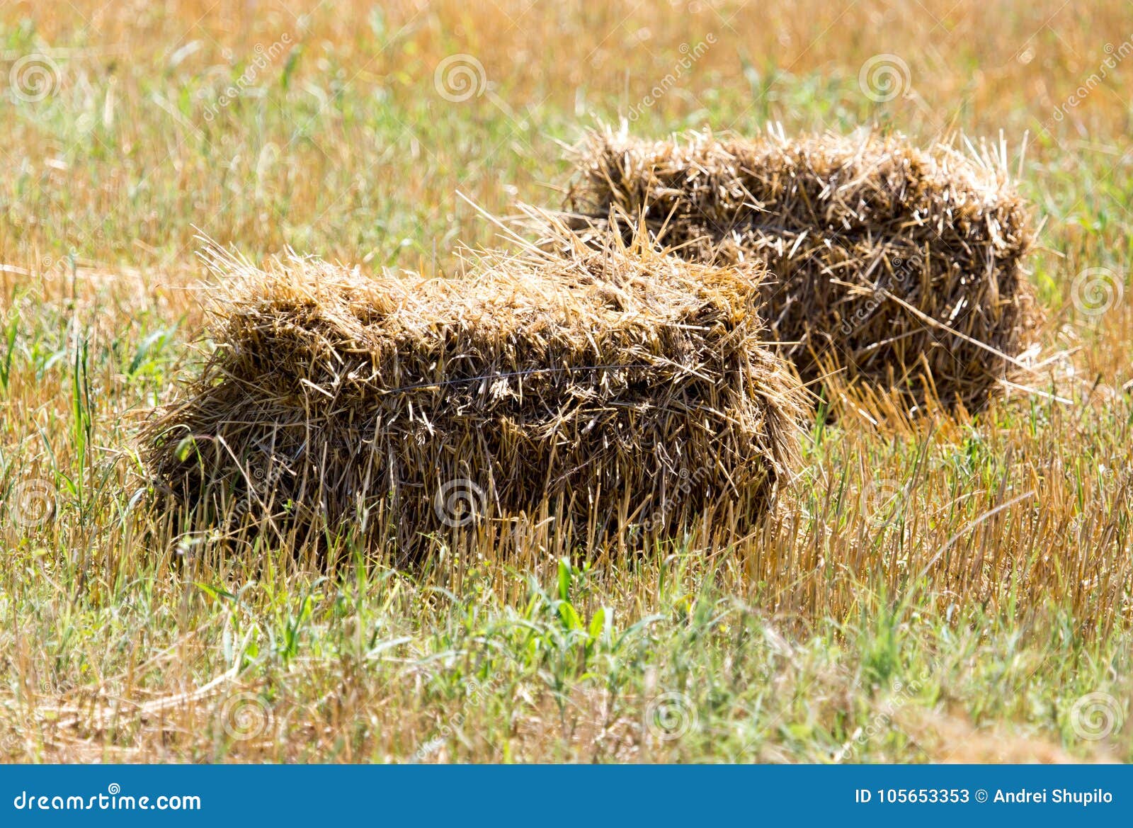 Bundle of hay on the field stock image. Image of meadow - 105653353