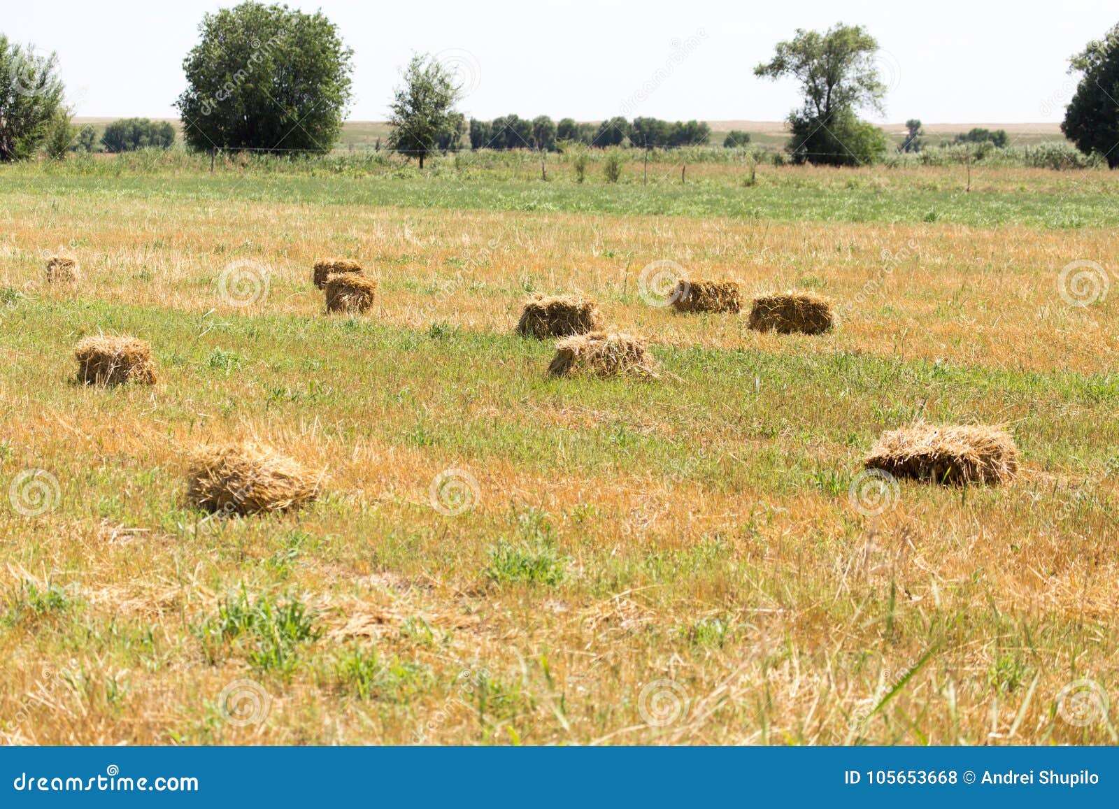 Bundle of hay on the field stock photo. Image of grass - 105653668
