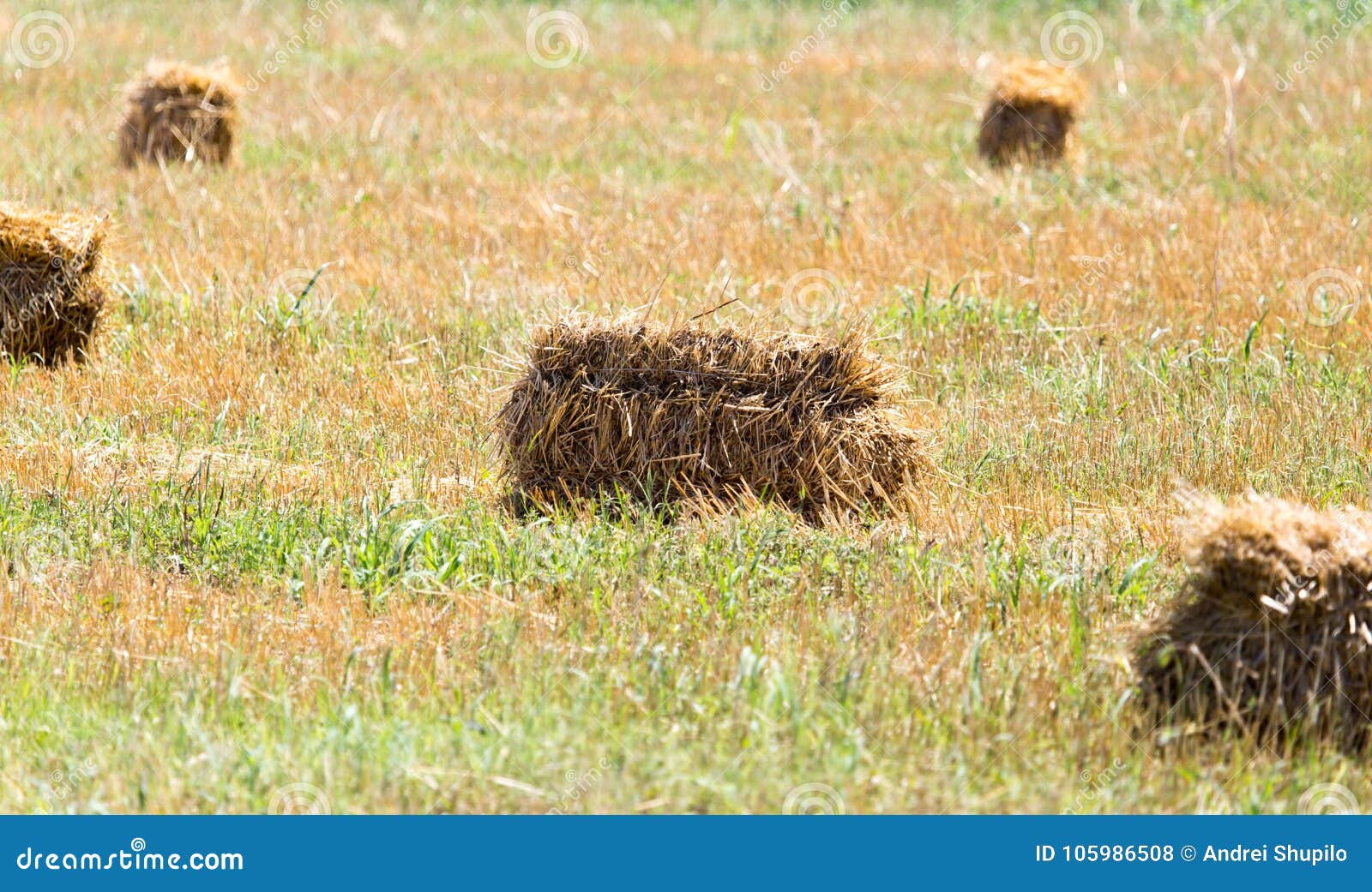 Bundle of hay on the field stock photo. Image of harvesting - 105986508