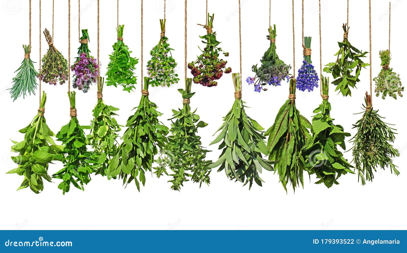 Bundle of Herbs Hanging on String Stock Photo - Image of bundled, rows ...