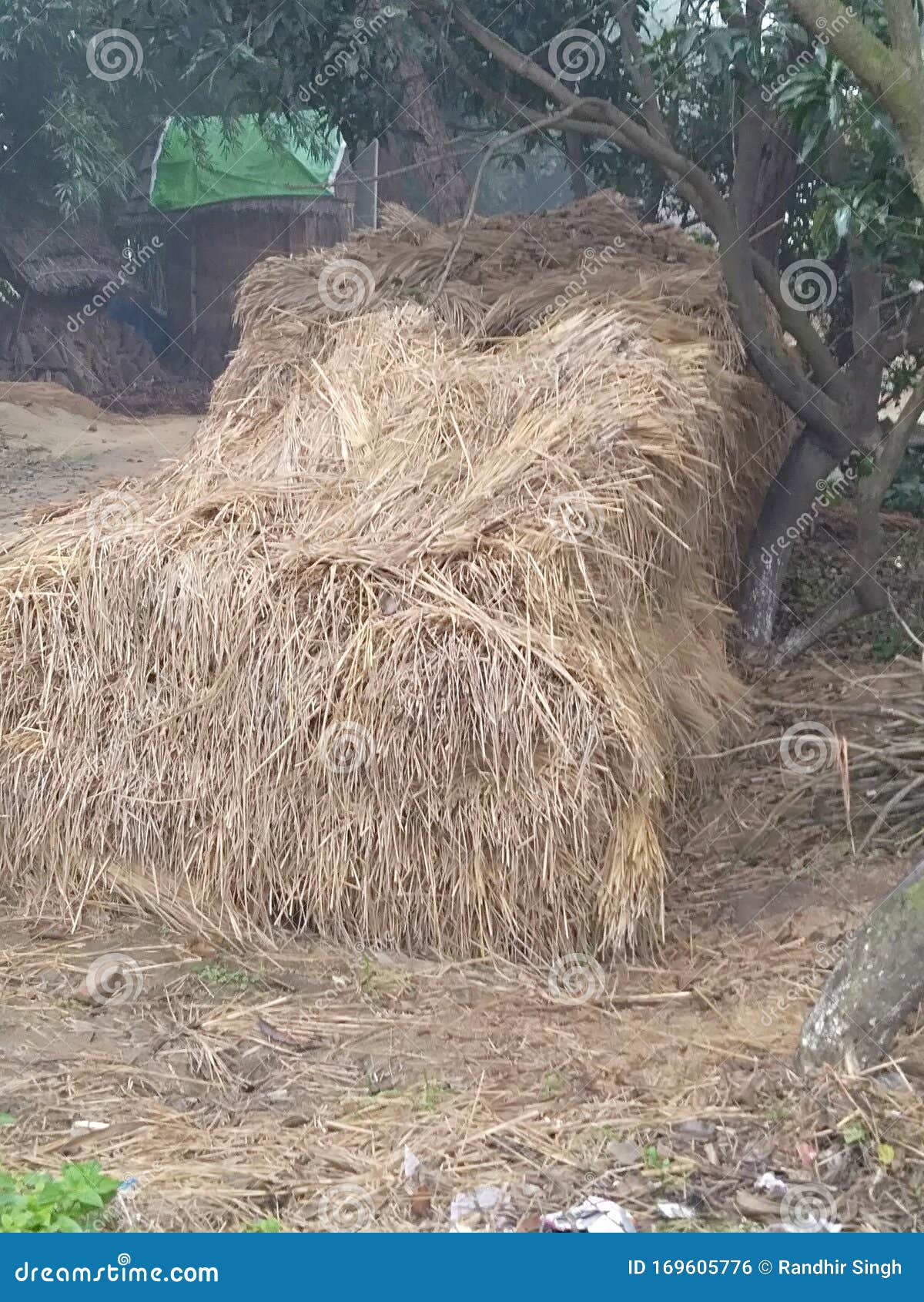 Bundle of Indian Paddy (Dhan Ka Gathar) Stock Photo - Image of paddy ...